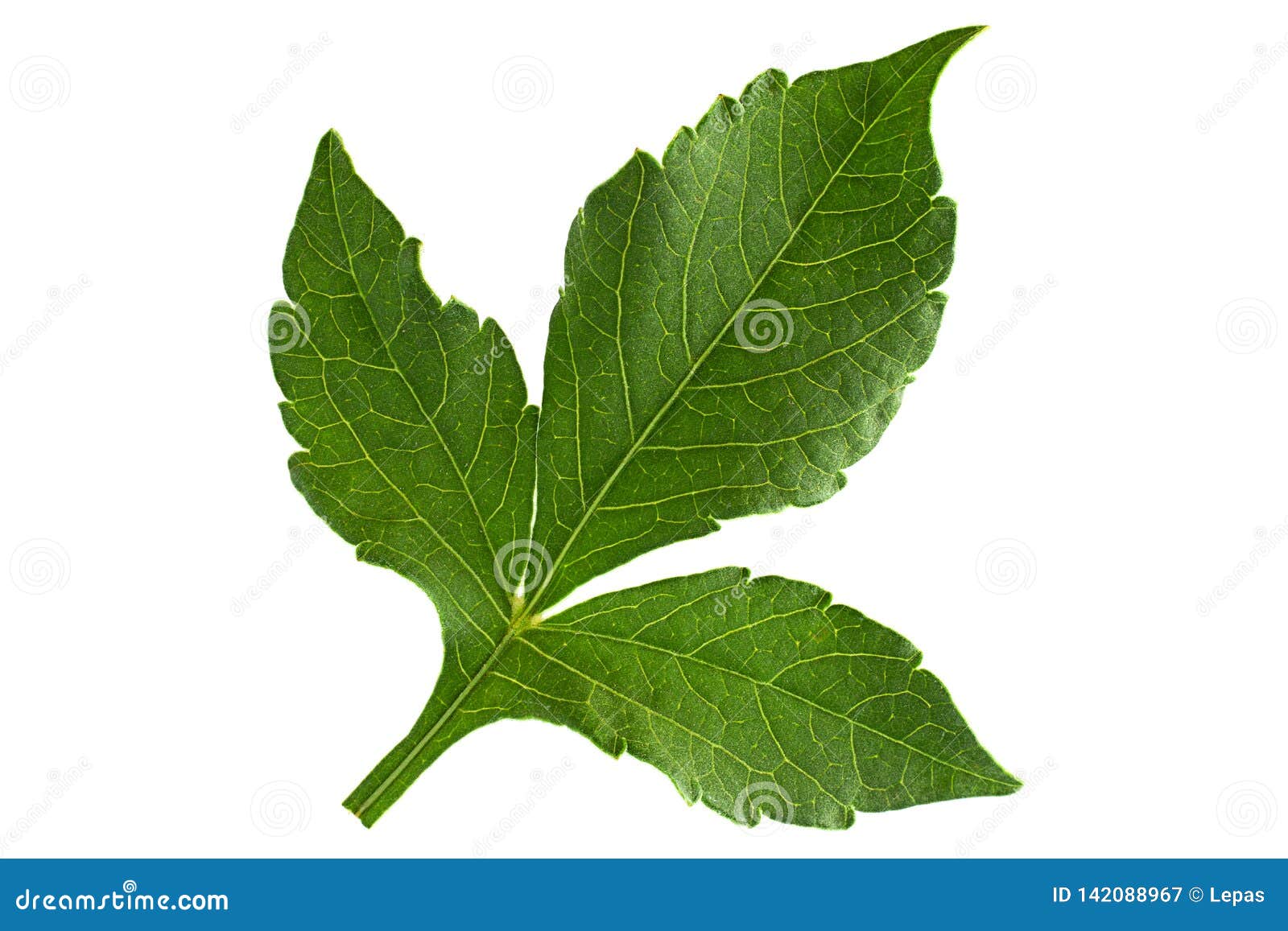 Aster flower leaf closeup stock image. Image of botany - 142088967