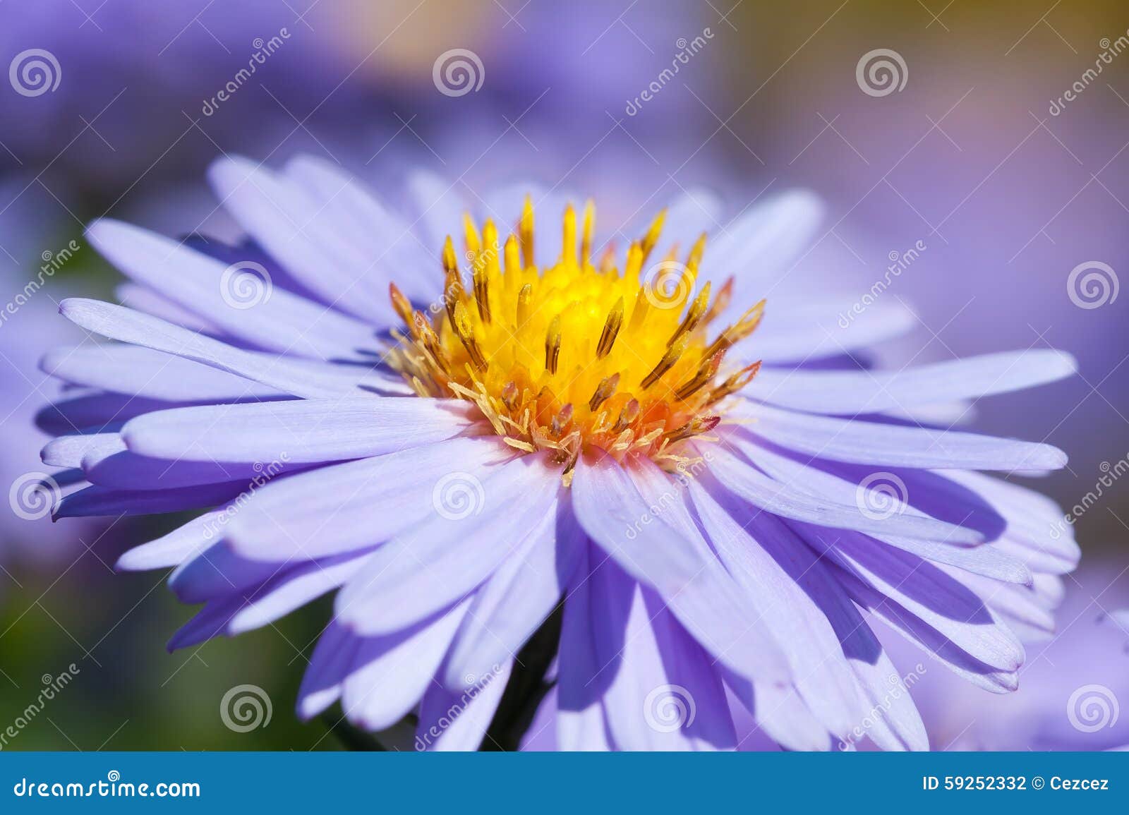 Aster flower stock photo. Image of mountain, slope, autumn - 59252332