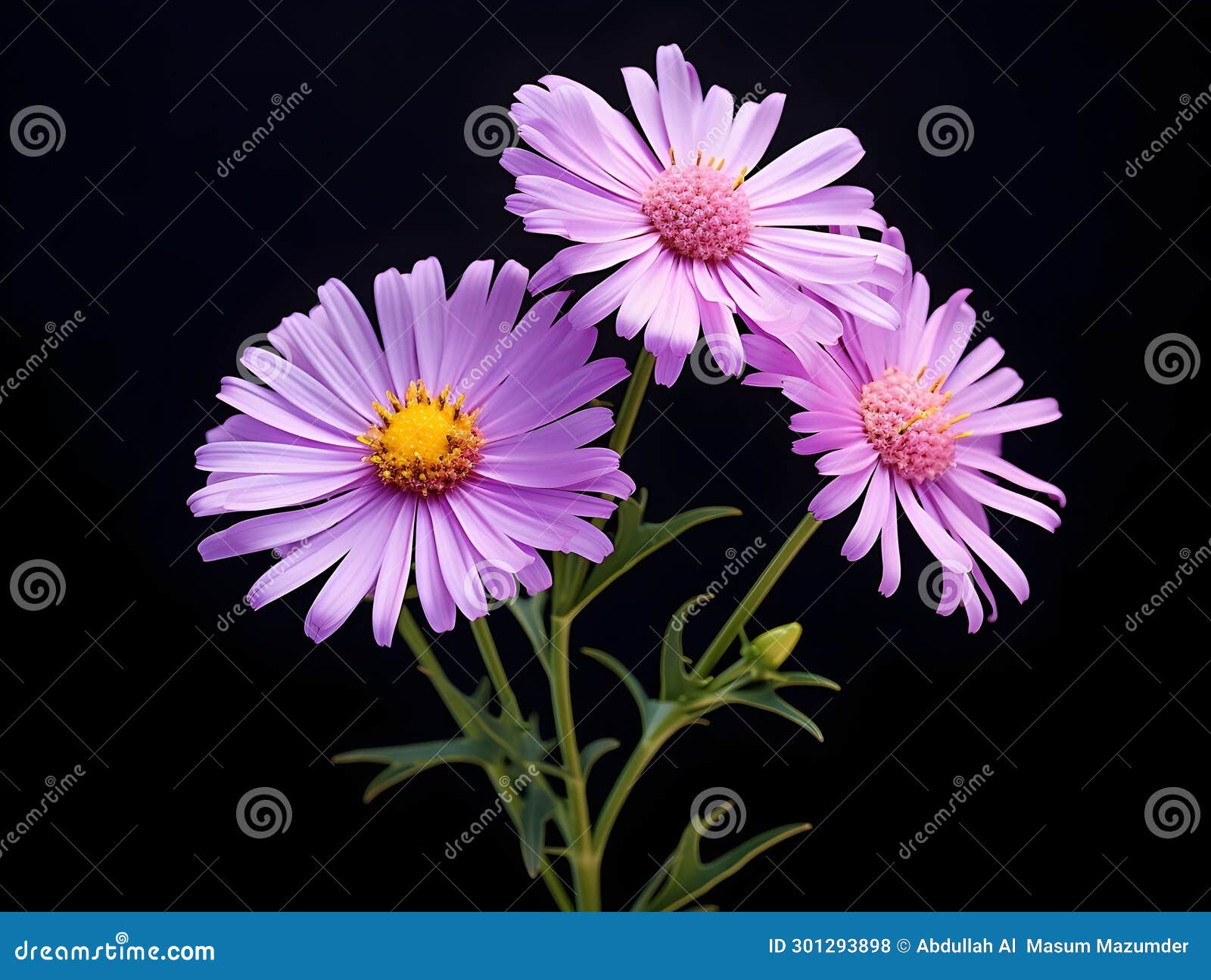 Aster Flower in Studio Background, Single Aster Flower, Beautiful ...