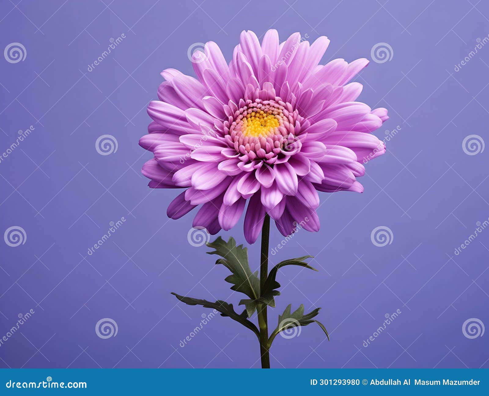 Aster Flower in Studio Background, Single Aster Flower, Beautiful ...