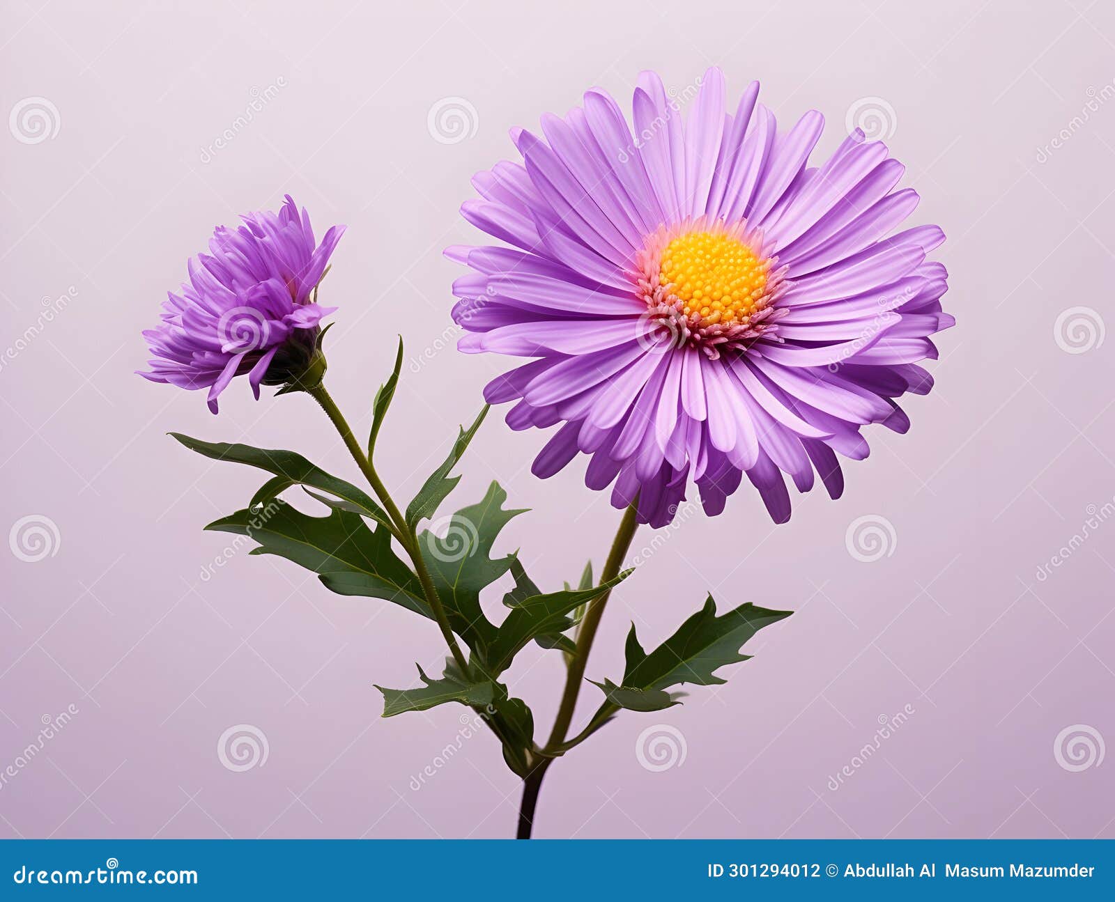Aster Flower in Studio Background, Single Aster Flower, Beautiful ...