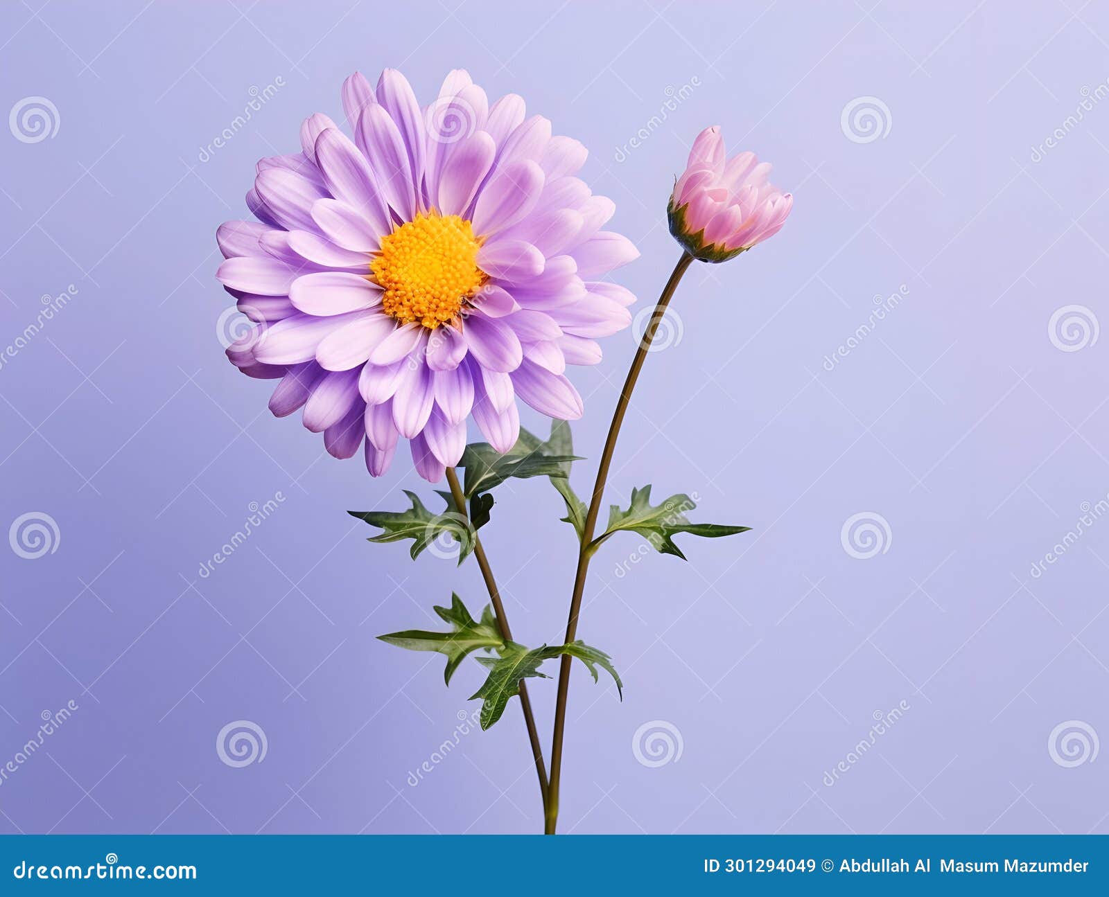 Aster Flower in Studio Background, Single Aster Flower, Beautiful ...