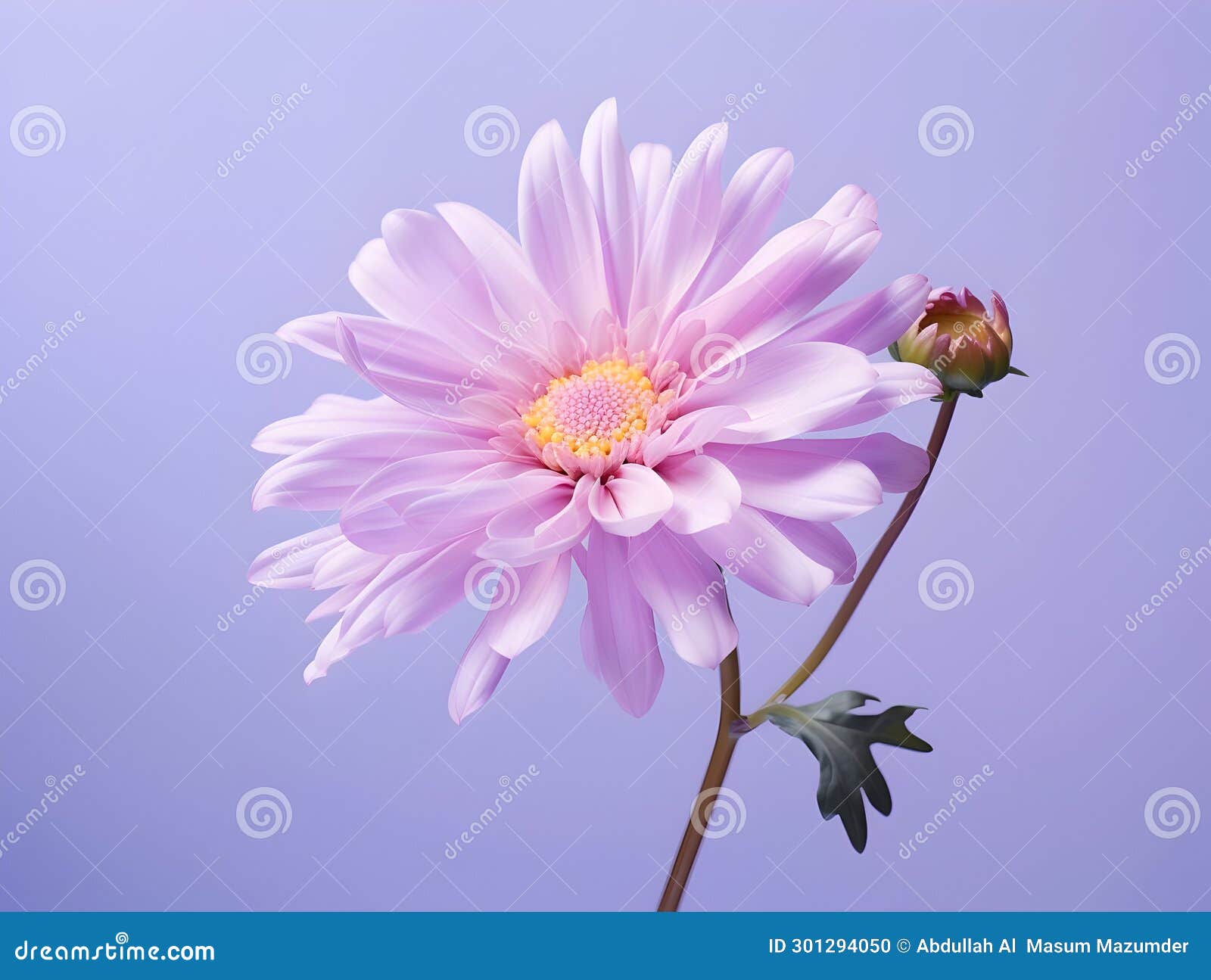 Aster Flower in Studio Background, Single Aster Flower, Beautiful ...