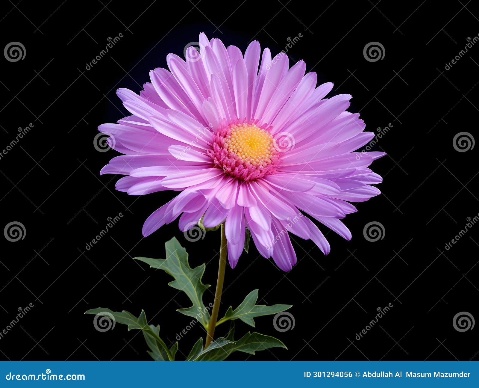Aster Flower in Studio Background, Single Aster Flower, Beautiful ...