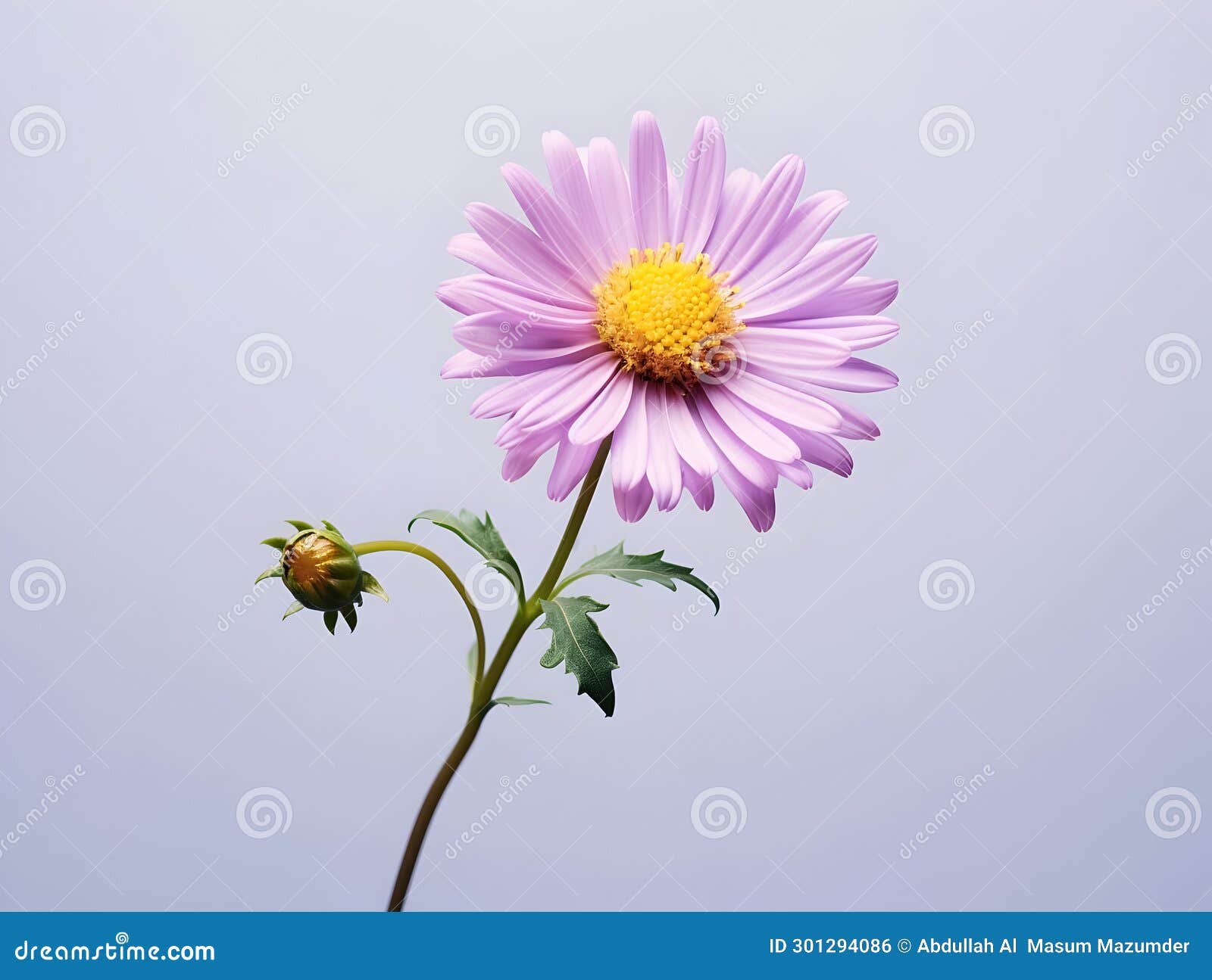Aster Flower in Studio Background, Single Aster Flower, Beautiful ...
