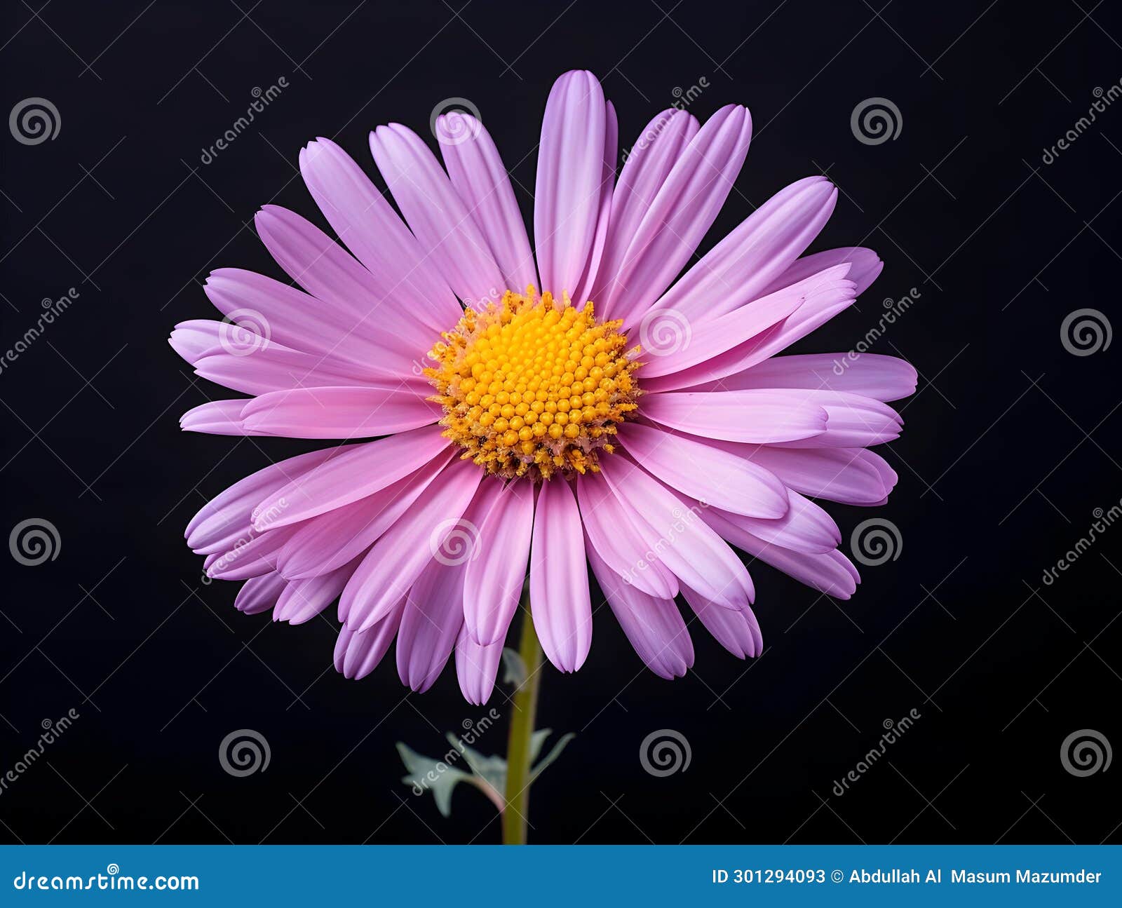 Aster Flower in Studio Background, Single Aster Flower, Beautiful ...