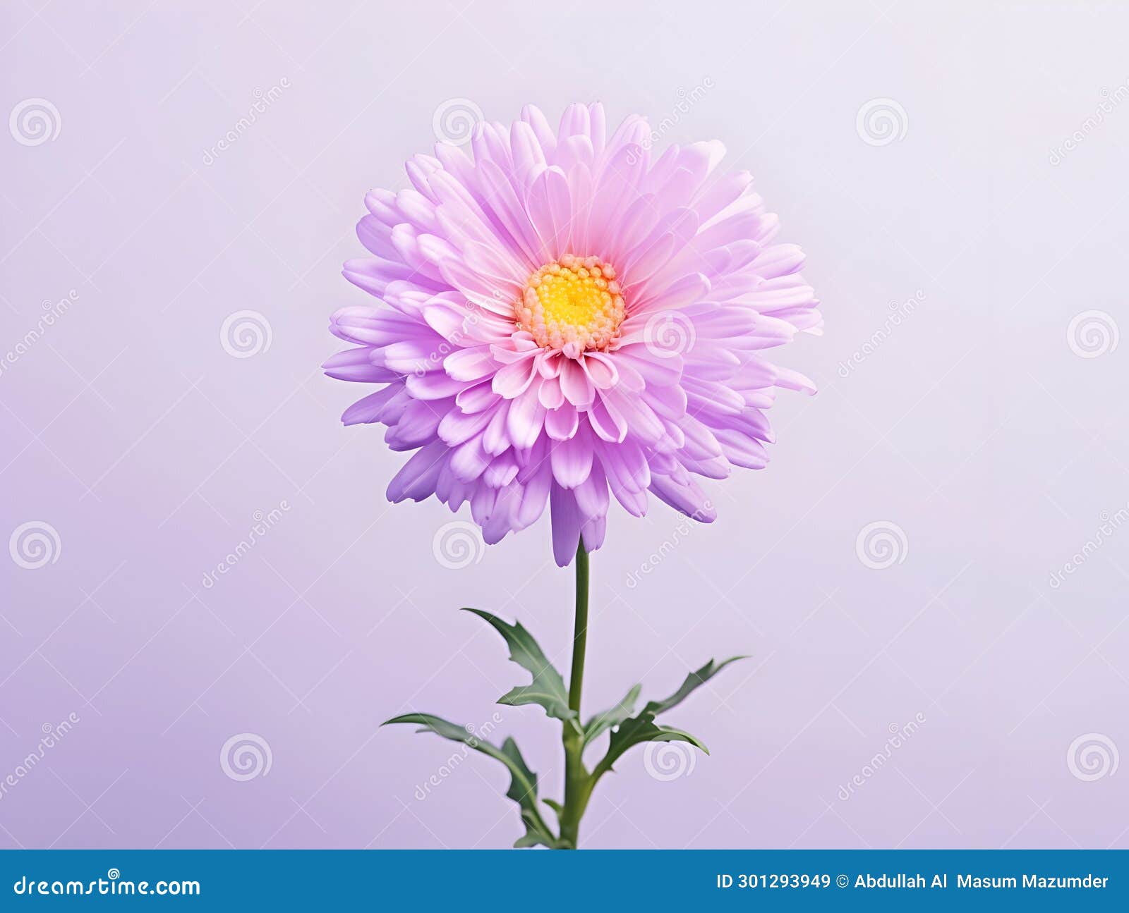 Aster Flower in Studio Background, Single Aster Flower, Beautiful ...