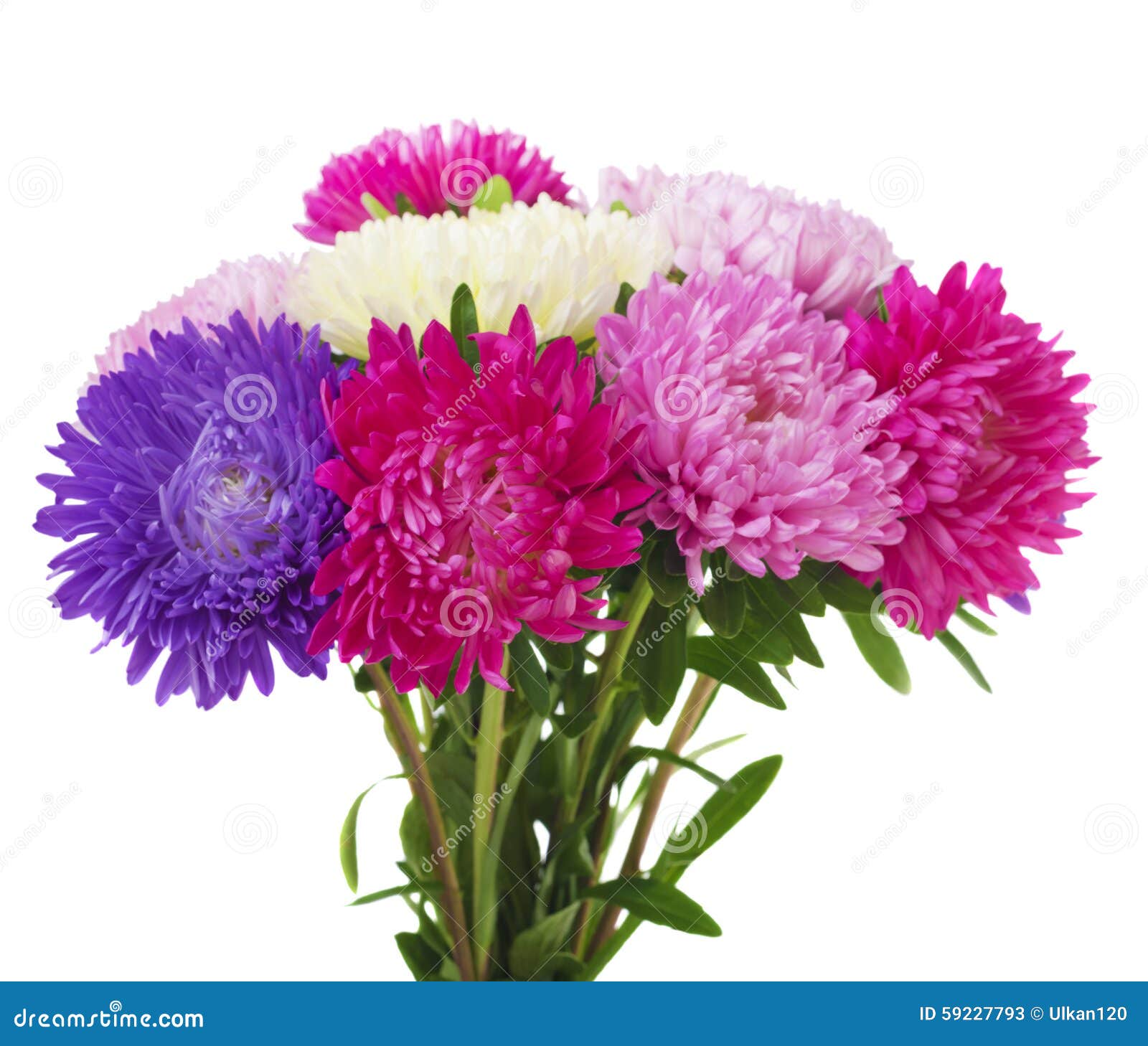 Aster Flower on a White Background Stock Image - Image of isolated ...