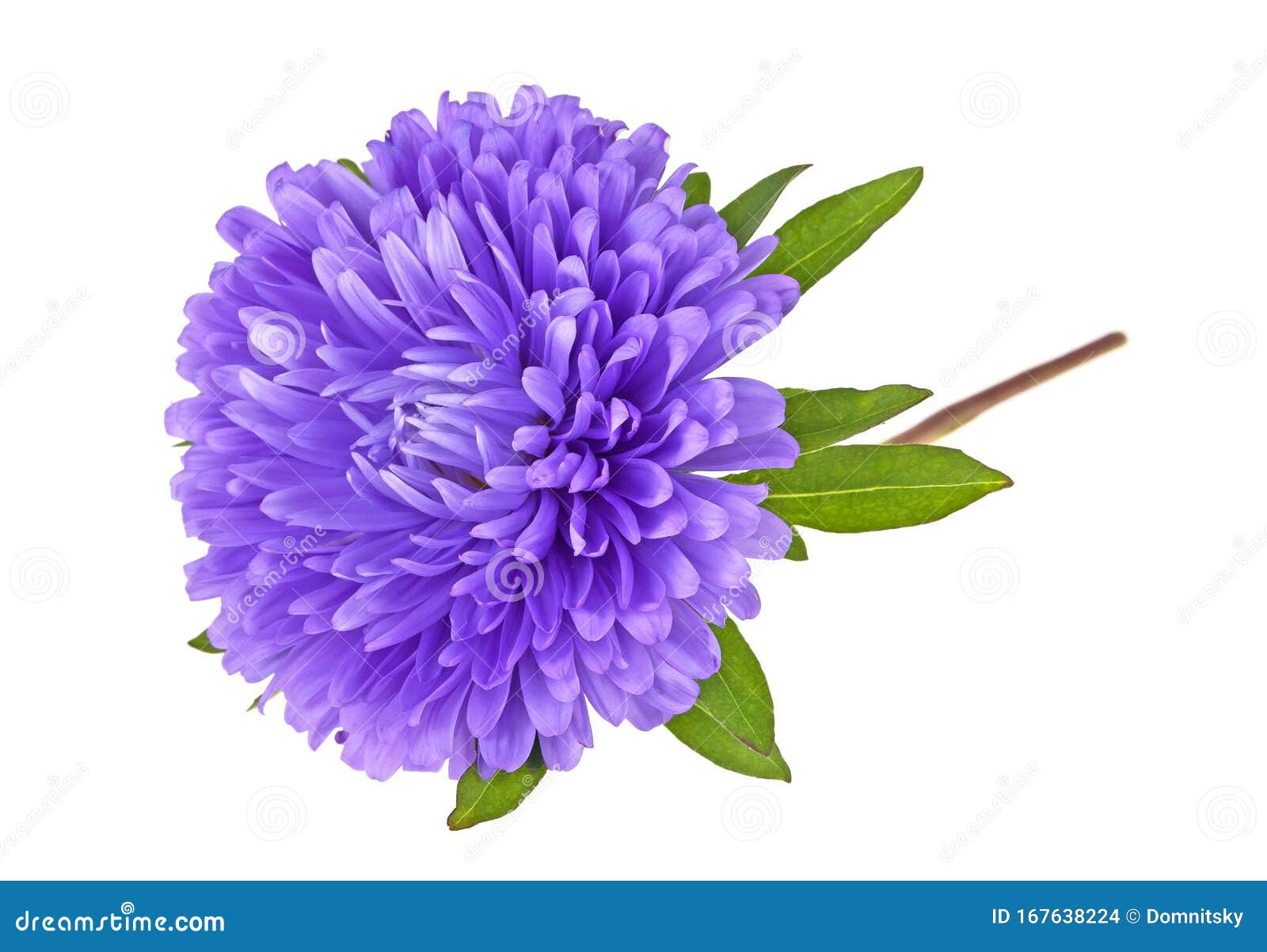 Aster Flower on a White Background Stock Photo - Image of botany, shot ...