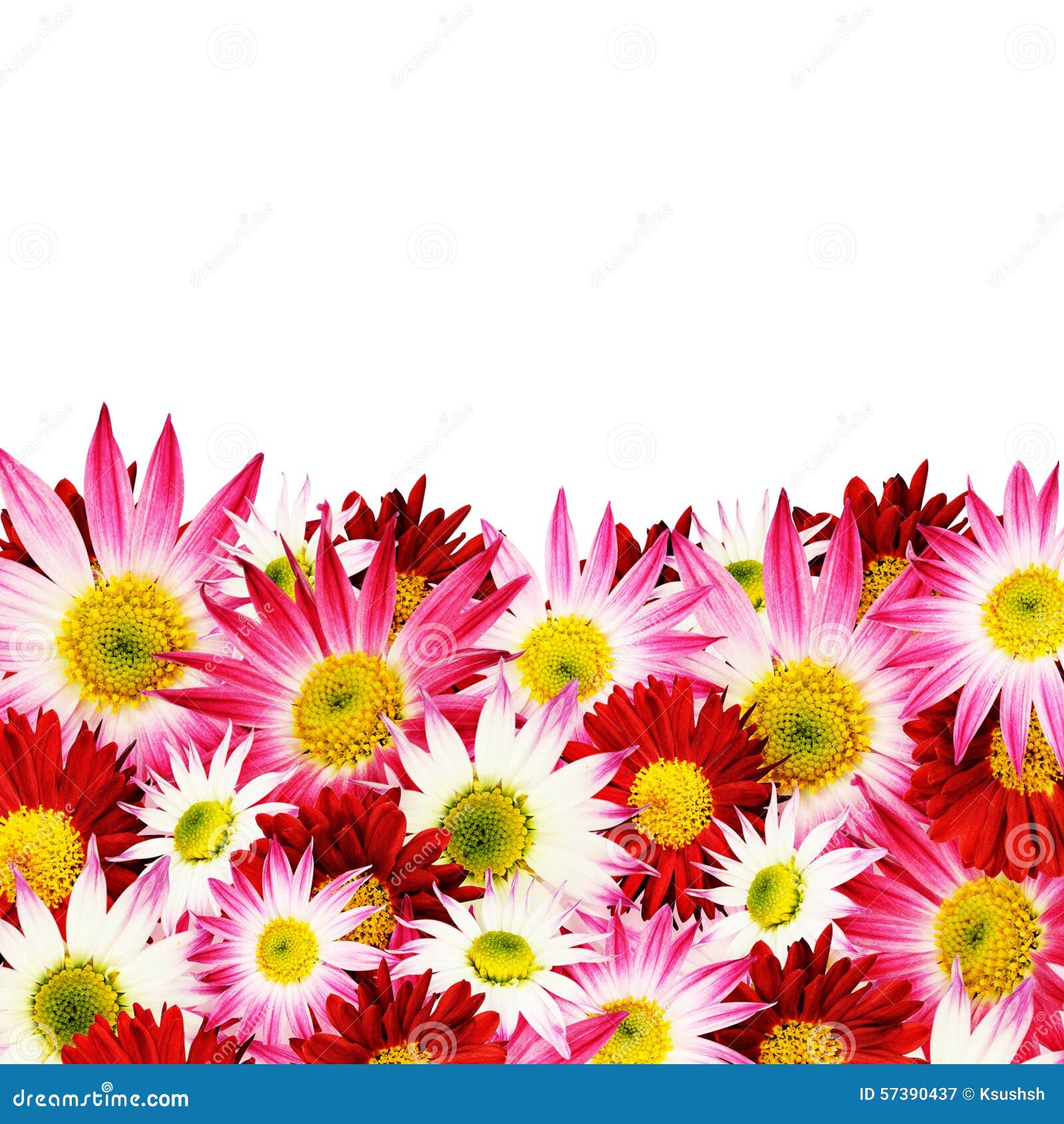 Aster flowers border stock image. Image of plant, elements - 57390437
