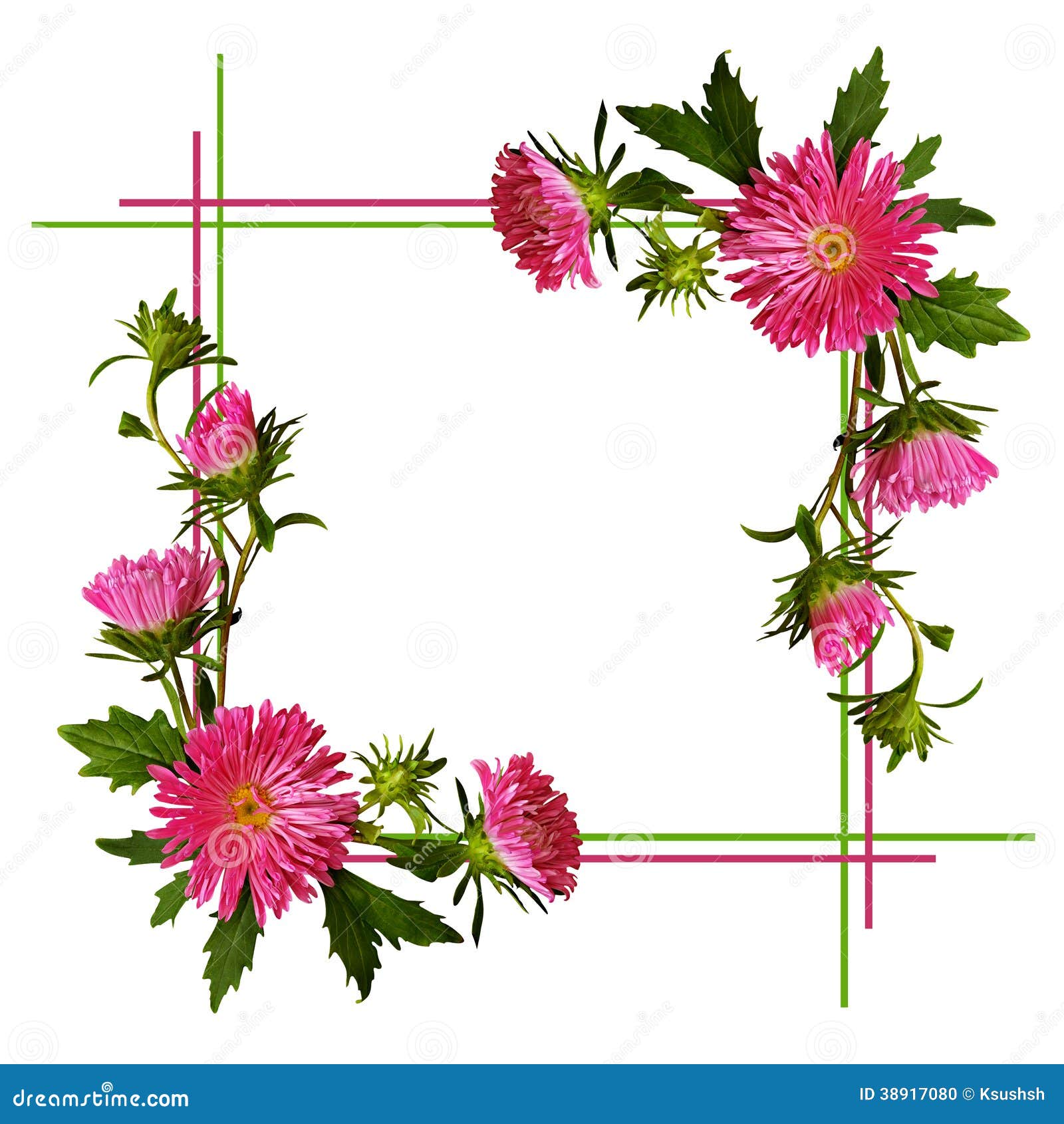 Aster Flowers Composition and Frame Stock Illustration - Illustration ...
