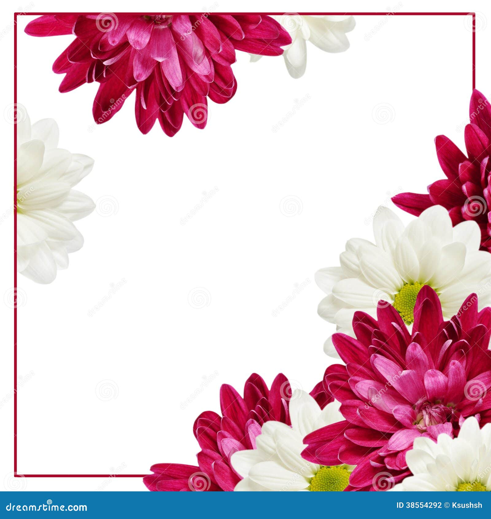 1,999 Aster Flowers Frame Photos - Free & Royalty-Free Stock Photos ...