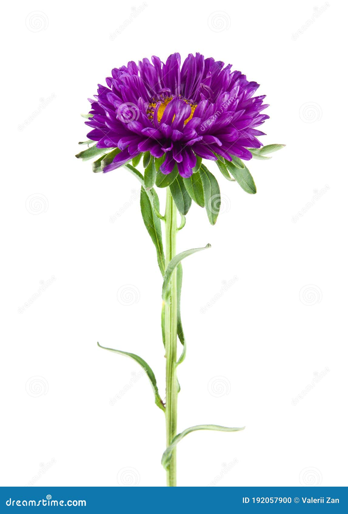 Aster Flowers Isolated on White Background. Stock Photo - Image of ...