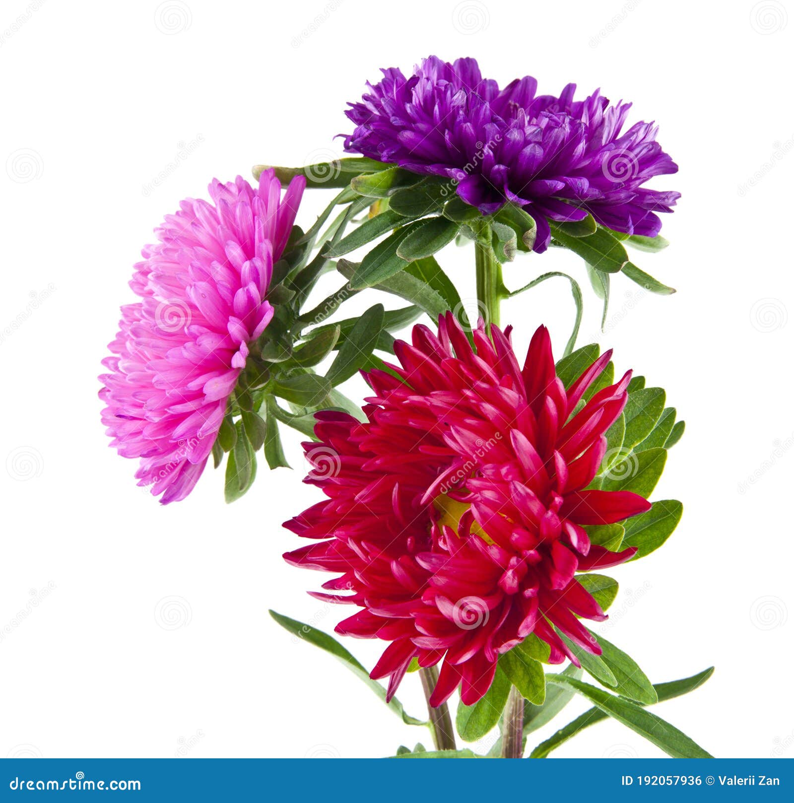 Aster Flowers Isolated on White Background. Stock Photo - Image of ...