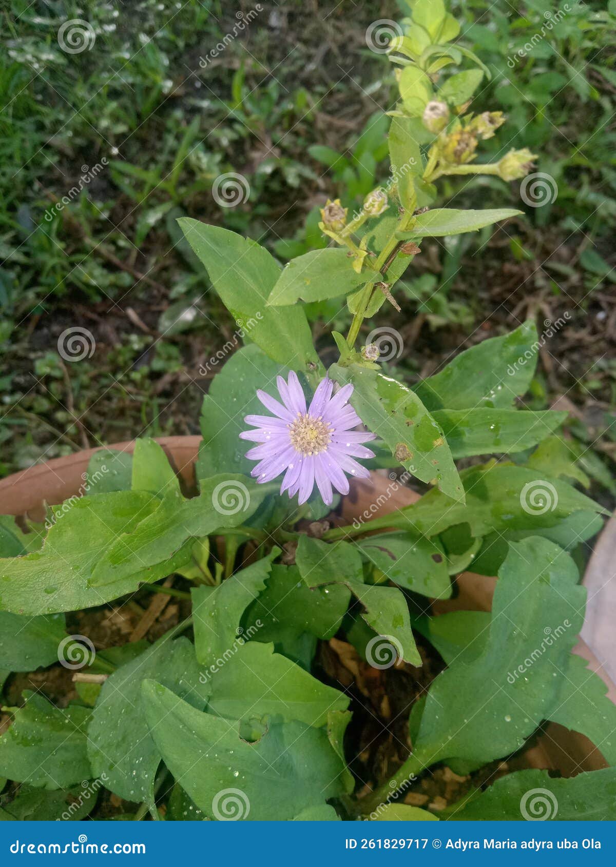 Aster Flowers of Sabah Malaysia Stock Image - Image of malaysia, aster ...