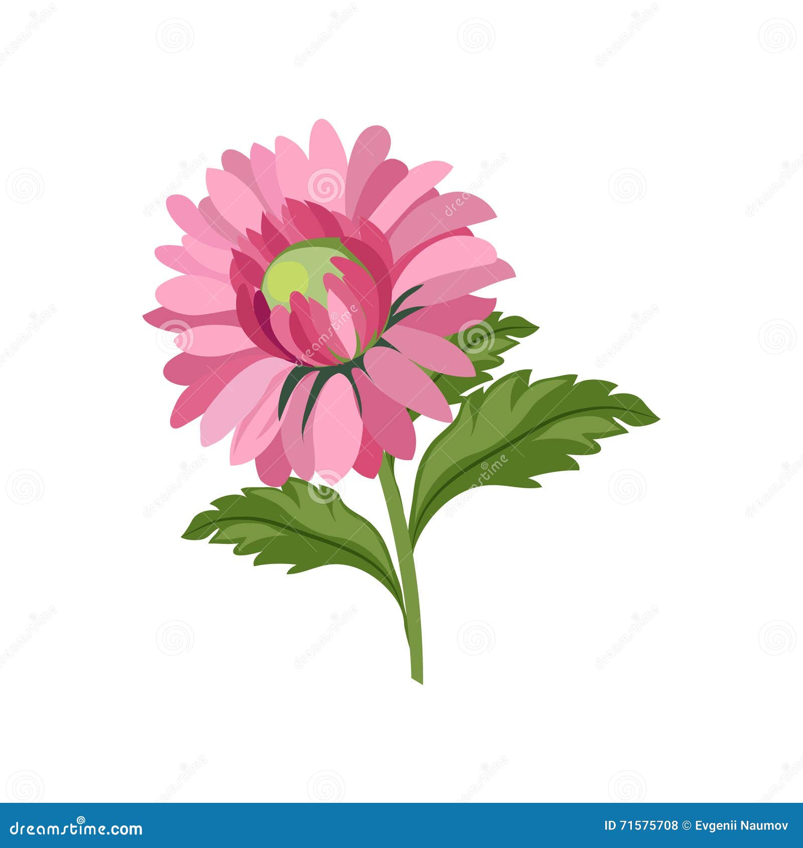 Aster Hand Drawn Realistic Illustration Stock Vector - Illustration of ...