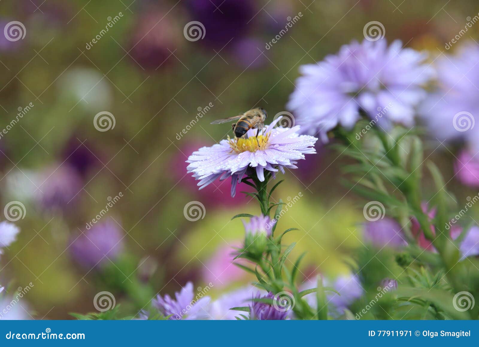 Aster Hermoso Del Azul De La Flor Imagen de archivo - Imagen de cubo ...