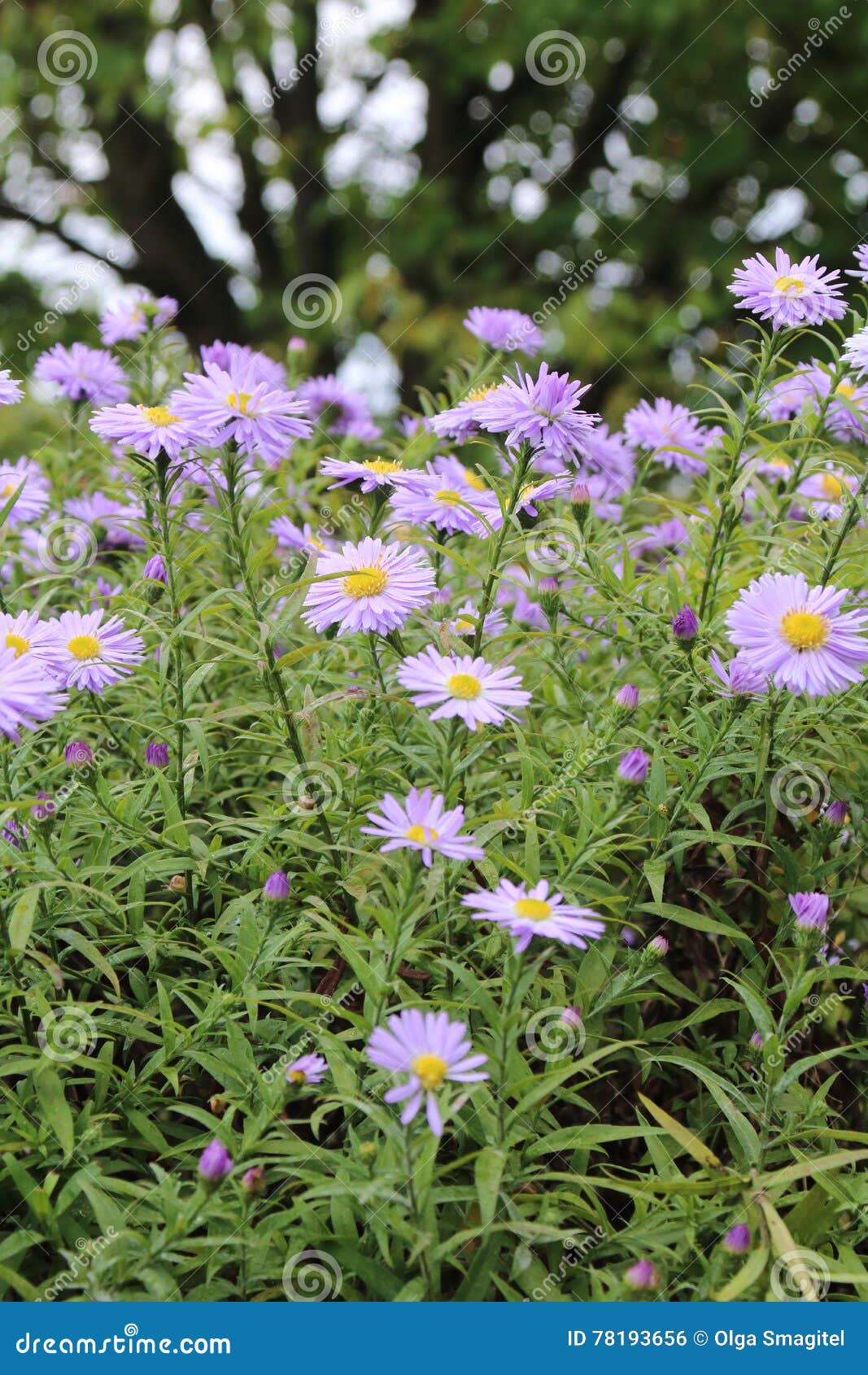 Aster Hermoso Del Azul De La Flor Foto de archivo - Imagen de planta ...