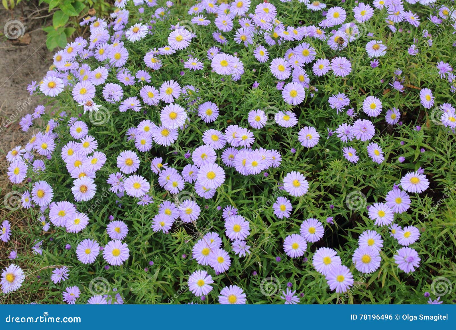 Aster Hermoso Del Azul De La Flor Foto de archivo - Imagen de belleza ...