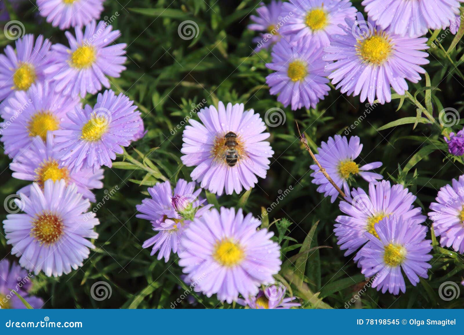 Aster Hermoso Del Azul De La Flor Imagen de archivo - Imagen de color ...