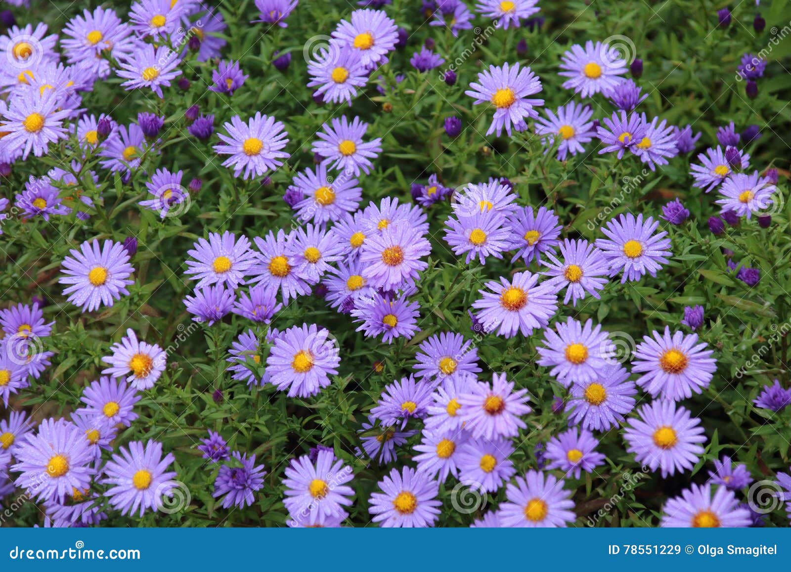 Aster Hermoso Del Azul De La Flor Imagen de archivo - Imagen de perenne ...