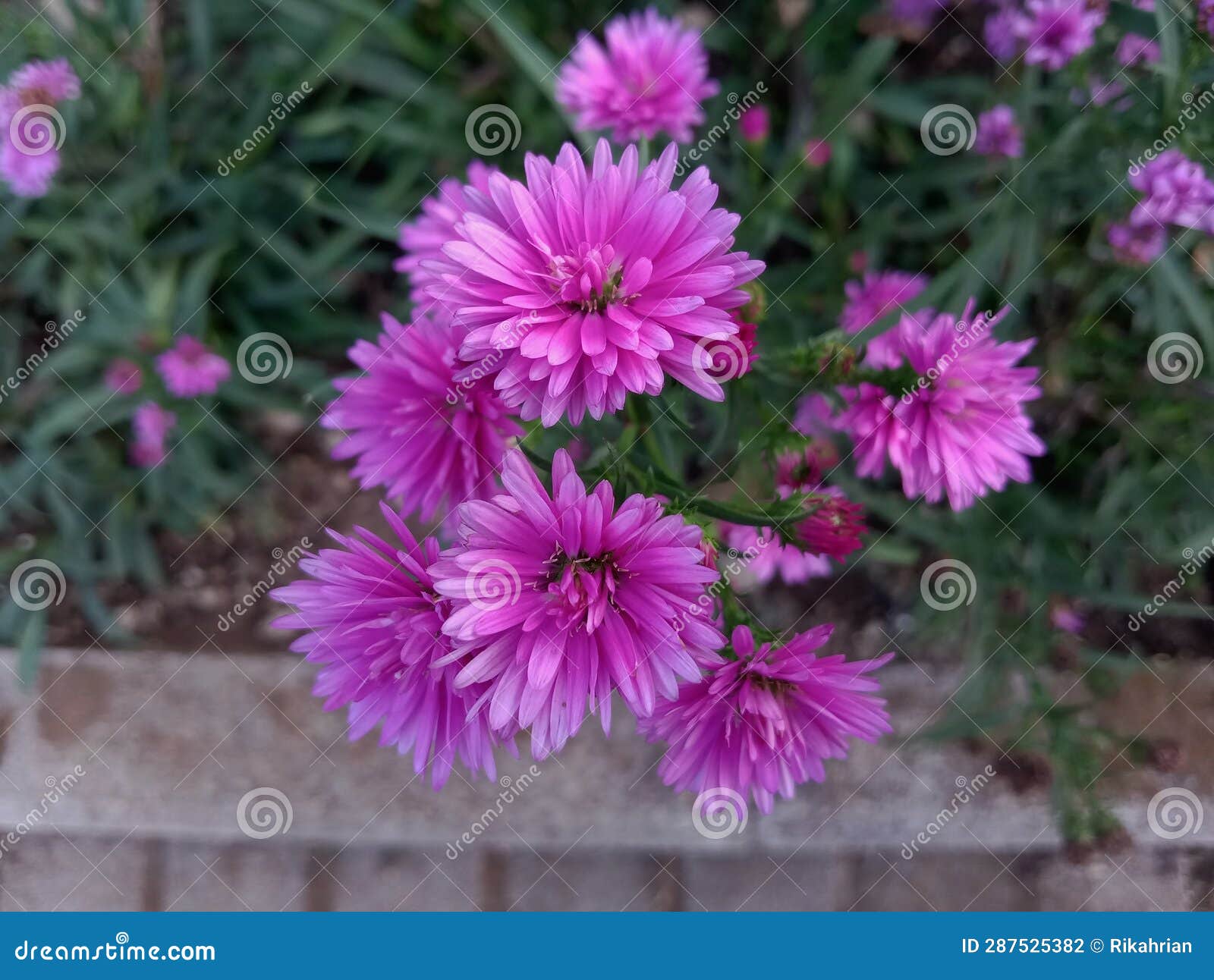 Aster Pikok Stock Photos - Free & Royalty-Free Stock Photos from Dreamstime
