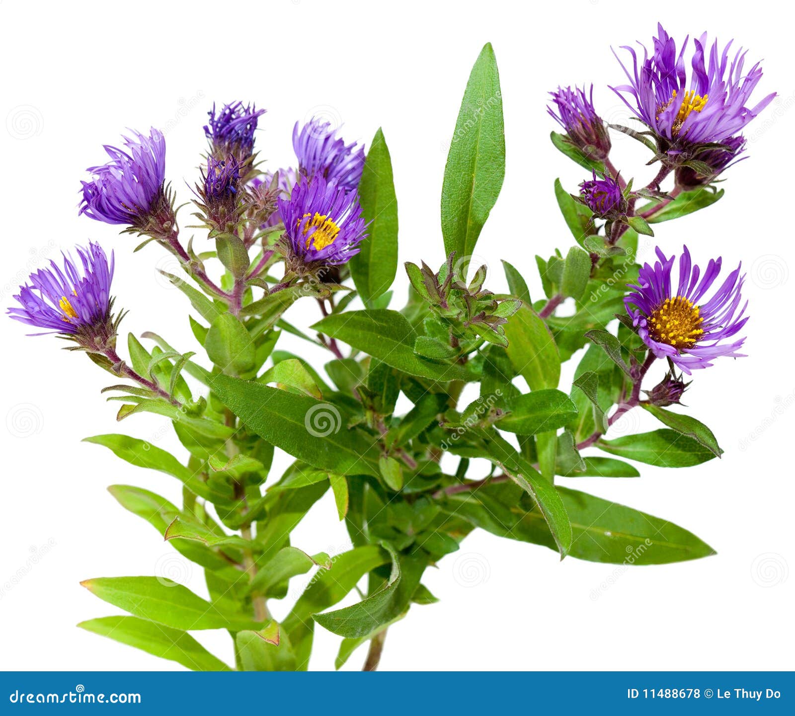 Aster Plants stock photo. Image of blossom, copy, natural - 11488678