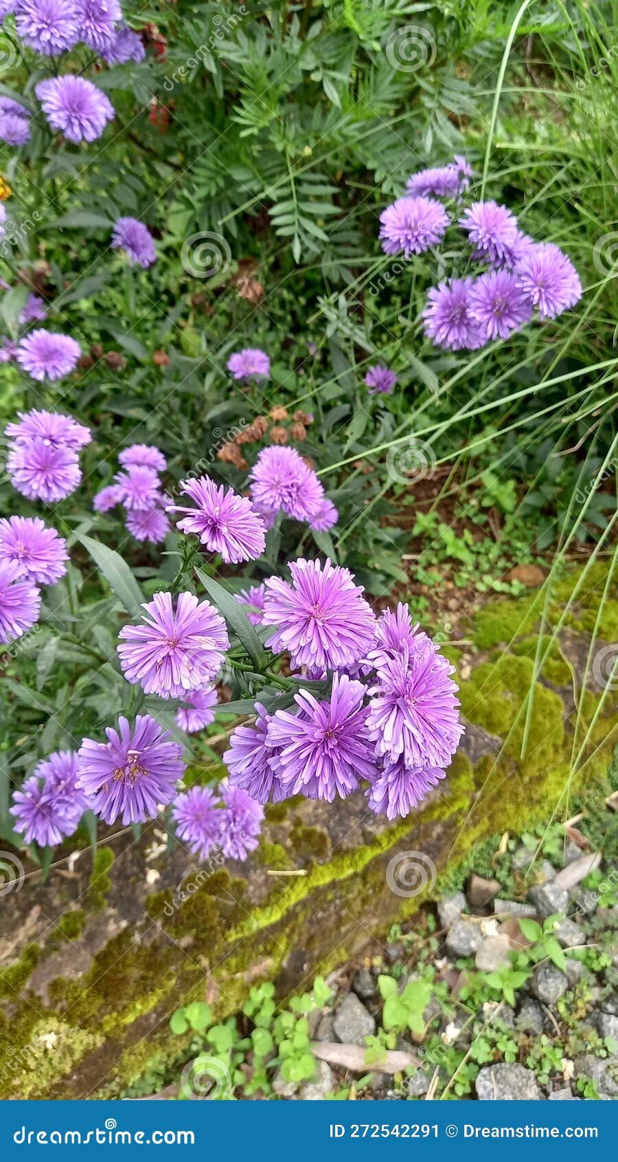 Aster Tataricus Beautifull Flowers Stock Image - Image of natures ...