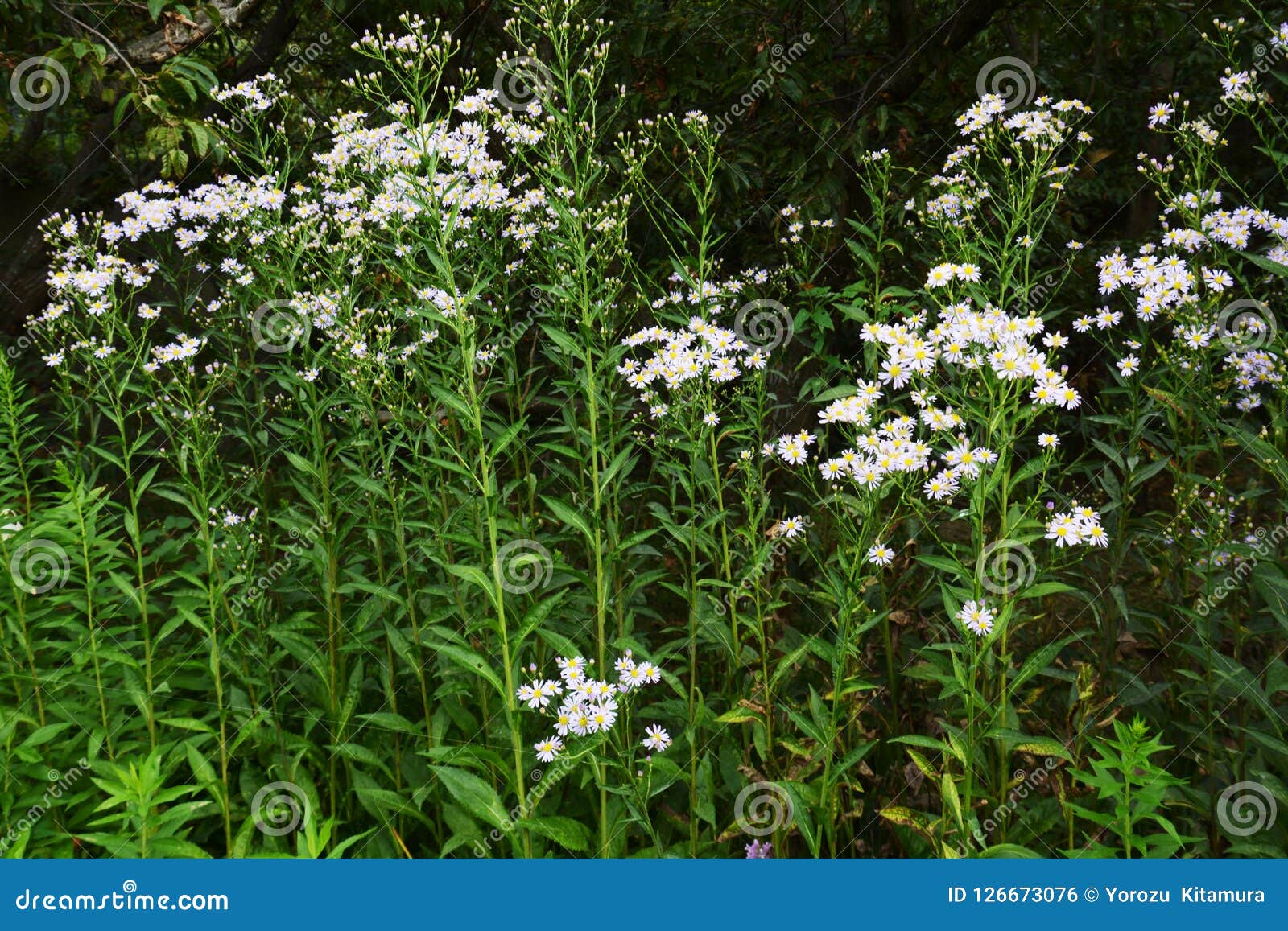Aster tataricus stock photo. Image of ornamental, asia - 126673076