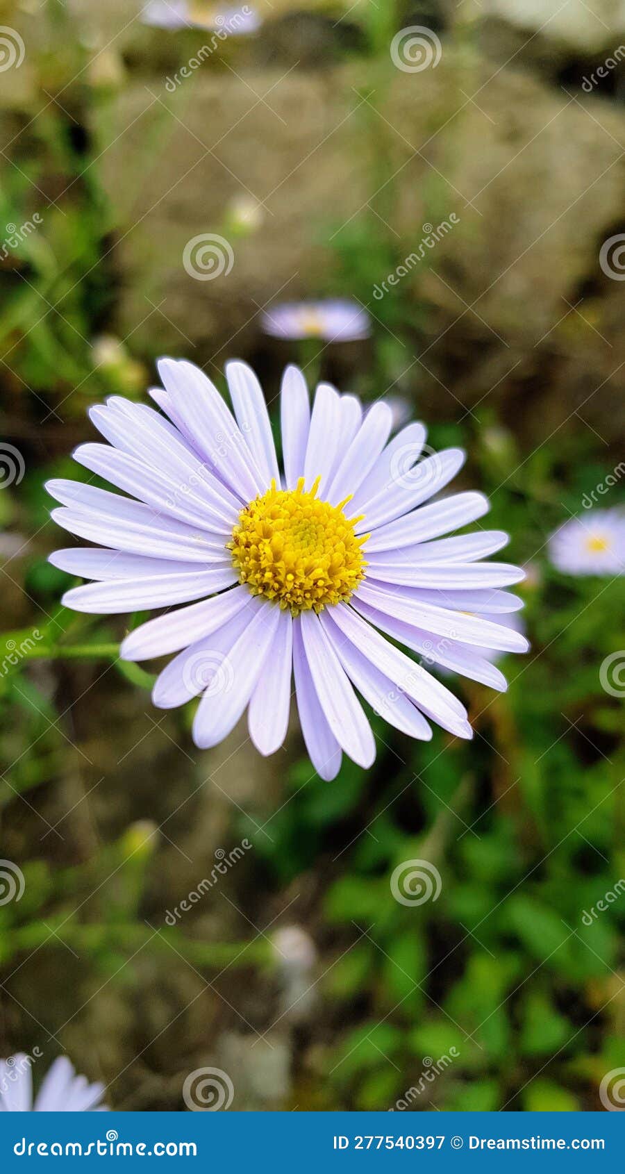An Aster Tongolensis Flower on the Roadside Stock Image - Image of ...