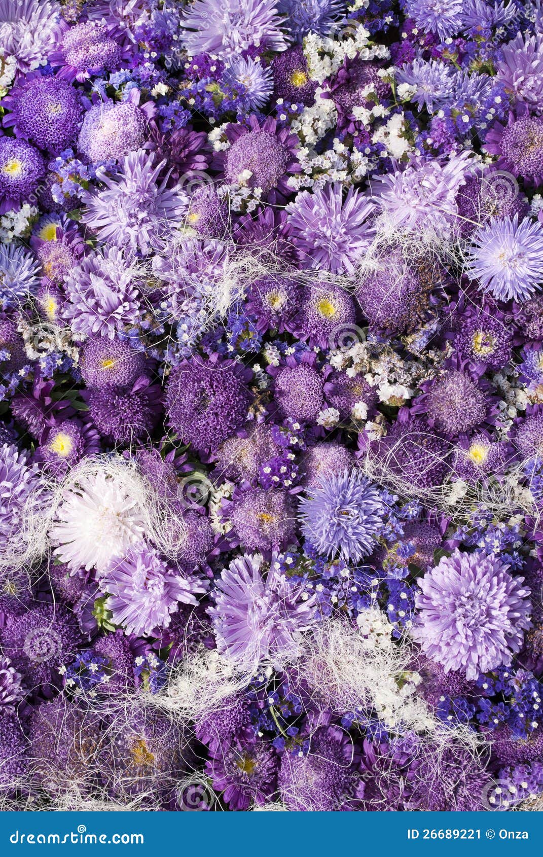 Aster Violet Background stock image. Image of garden - 26689221