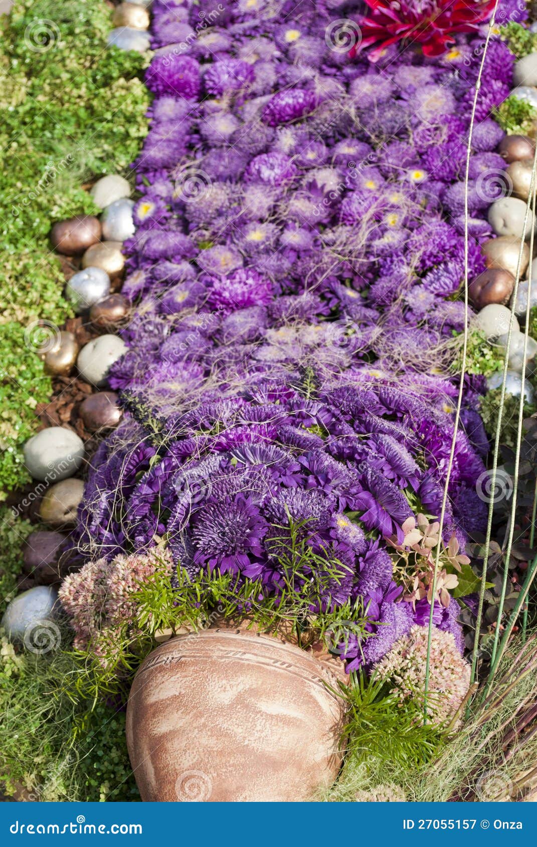 Aster Violet Flowerbed stock image. Image of september - 27055157