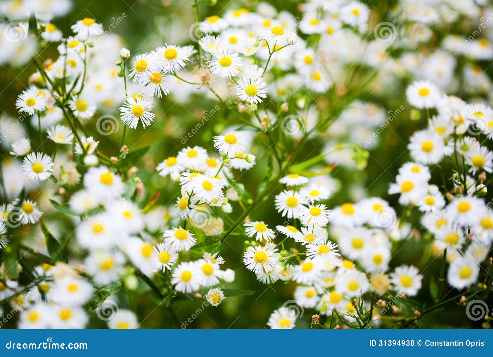 Aster white flowers stock photo. Image of symphyotrichum - 31394930