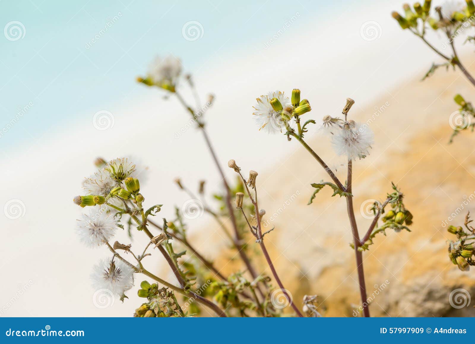 Asteraceae or Compositae Flower Plant Stock Image - Image of season ...