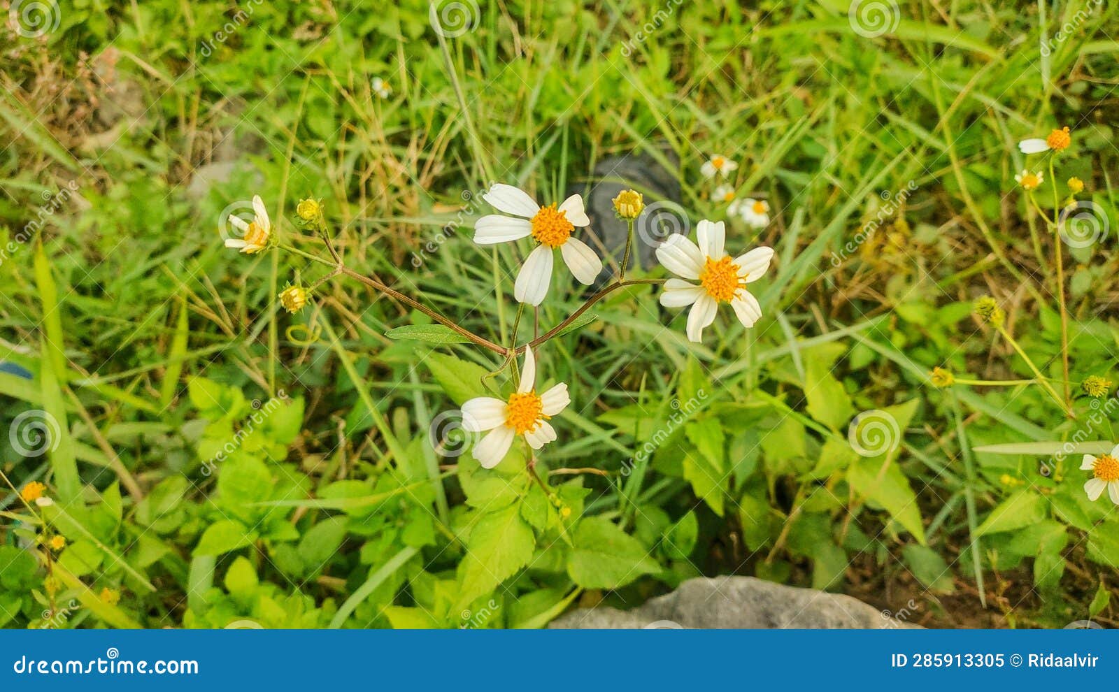 Asteraceae Plant stock image. Image of flower, shrub - 285913305
