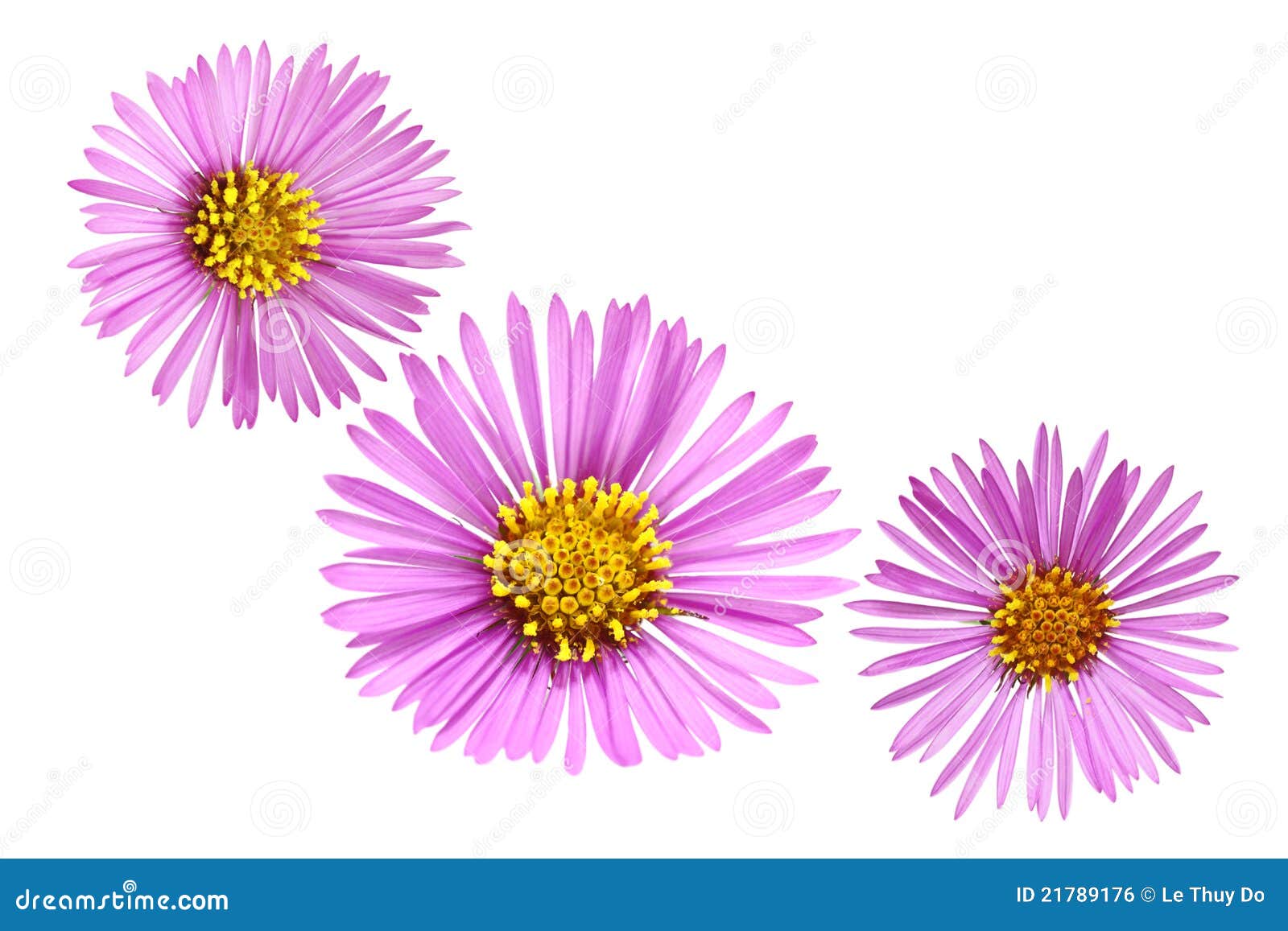 Asteres foto de archivo. Imagen de modelo, saludo, perfumado - 21789176