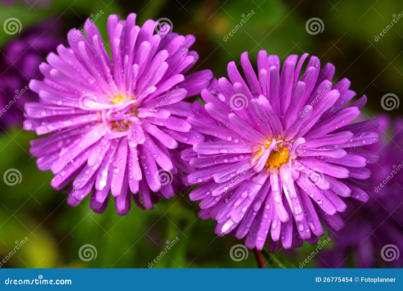Asteres foto de archivo. Imagen de prado, gotas, primer - 26775454