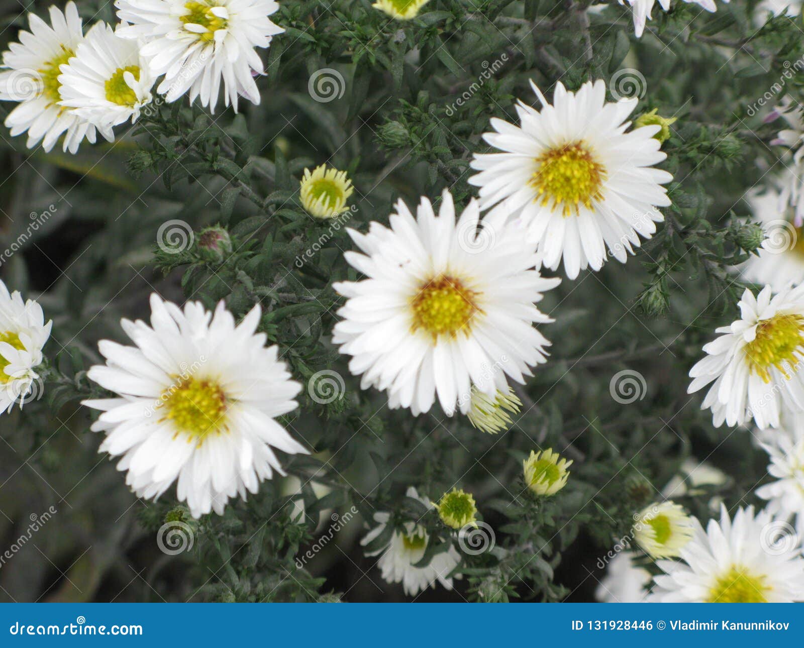 Asteres Blancos De La Virgen Foto de archivo - Imagen de flor, ramo ...