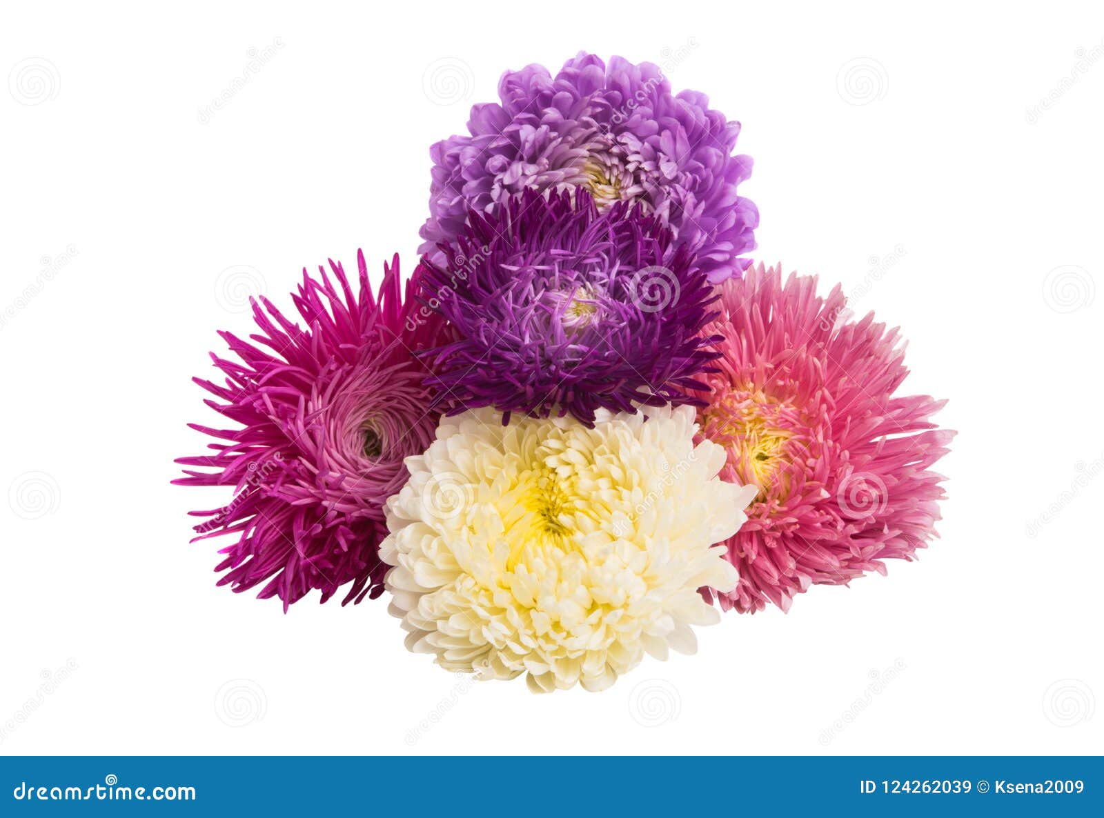 Asteres hermosos aislados imagen de archivo. Imagen de pista - 124262039