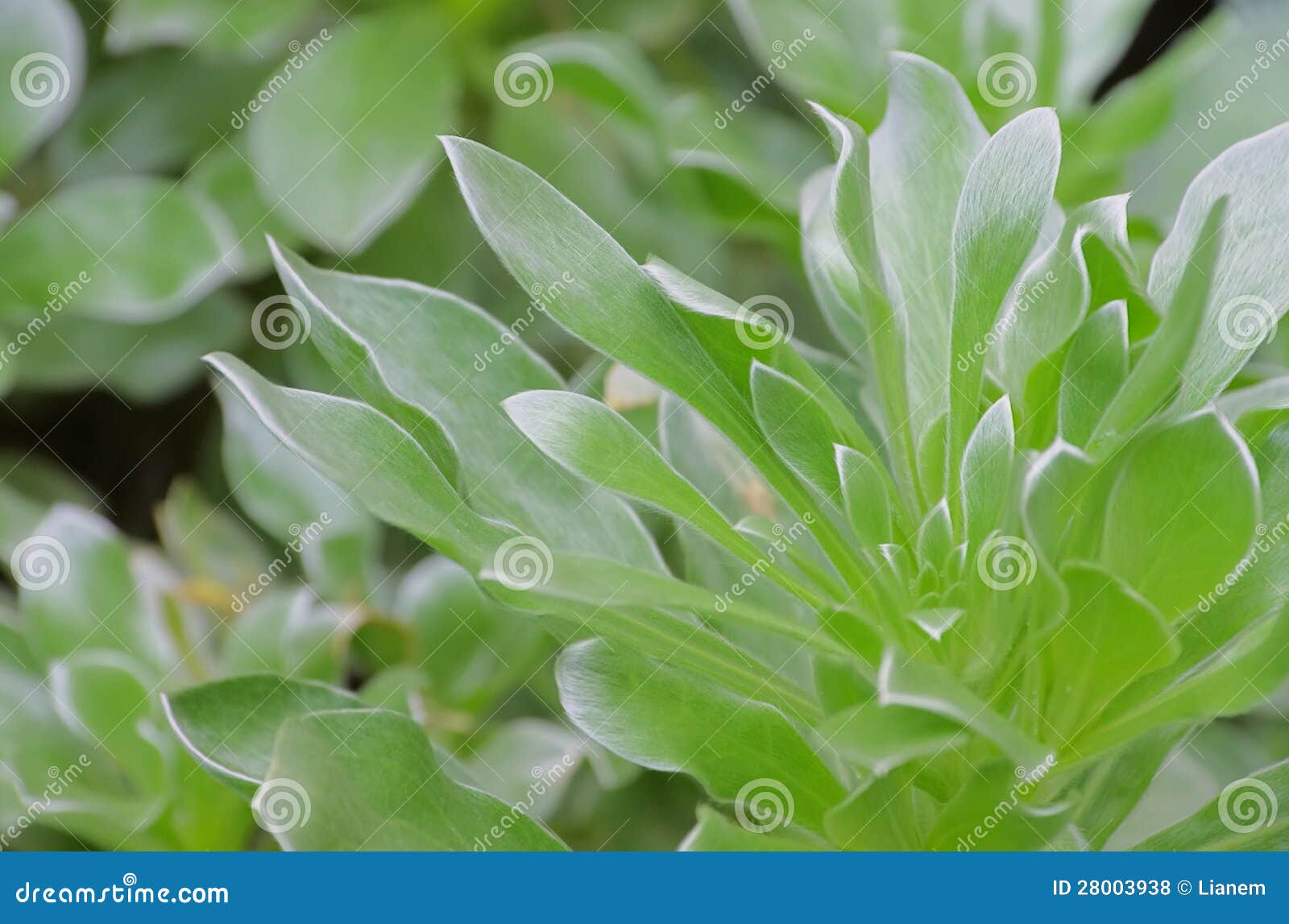 Asteriscus sericeus stock photo. Image of garden, closeup - 28003938