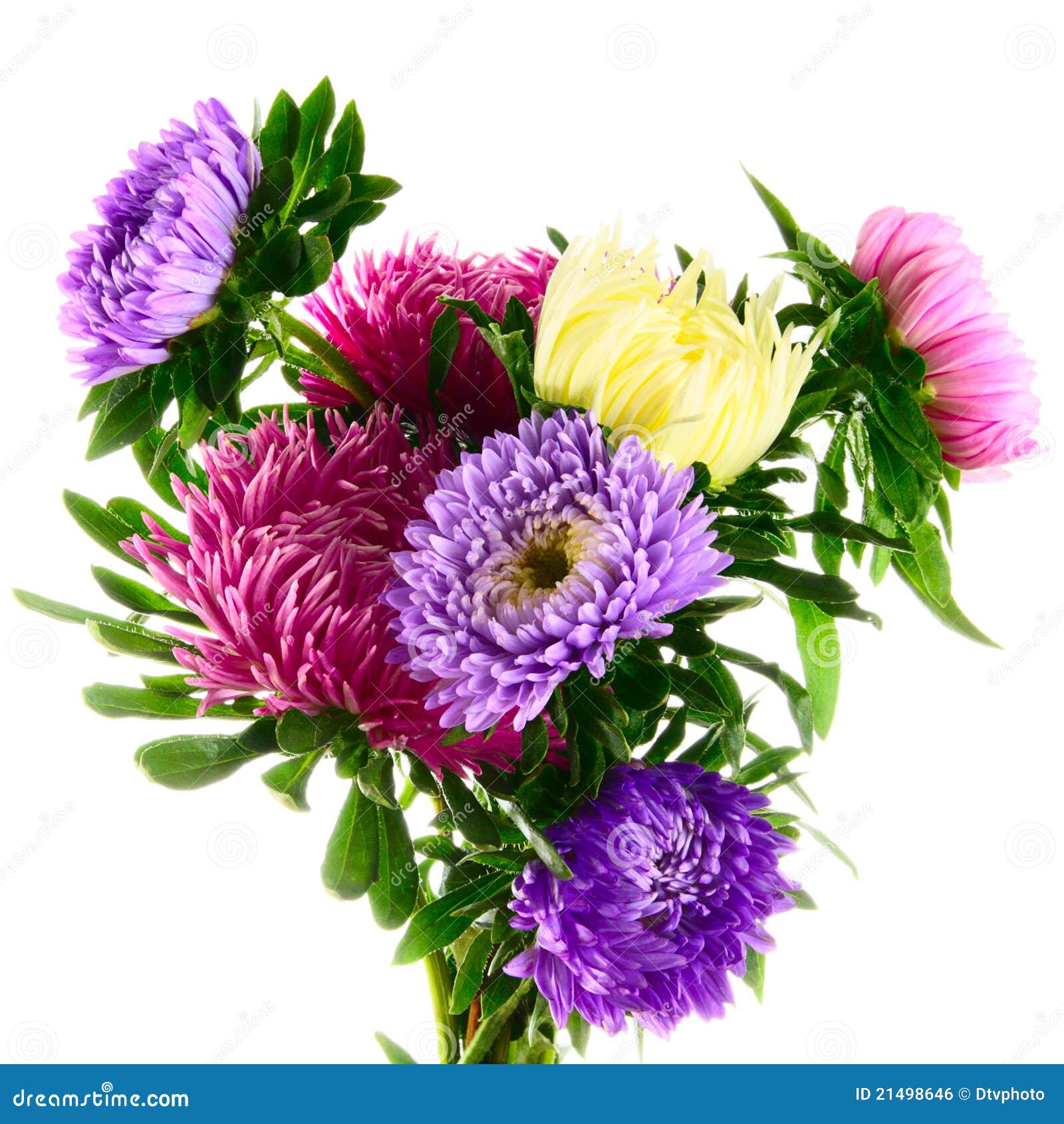 Astern stockfoto. Bild von betrieb, rosa, nave, purpurrot - 21498646