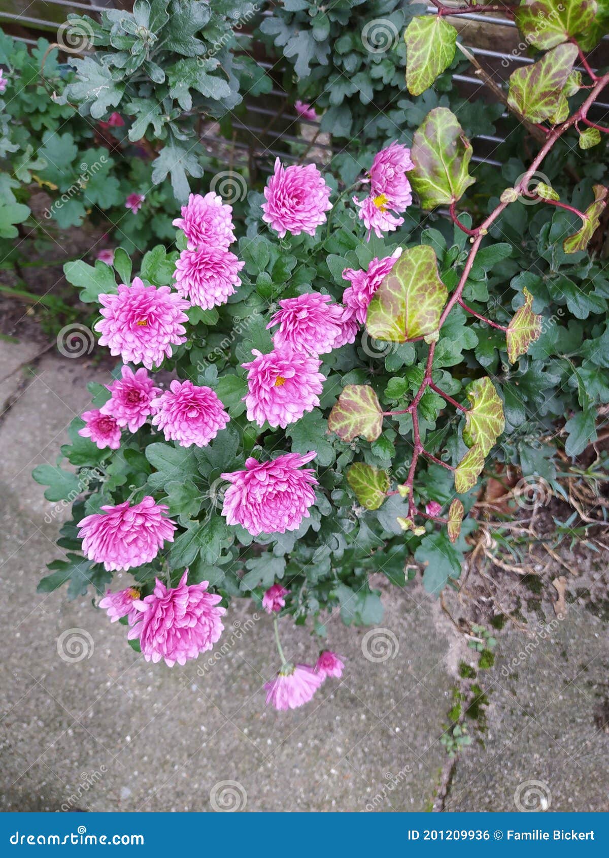 Astern in gardens stock photo. Image of petal, garden - 201209936