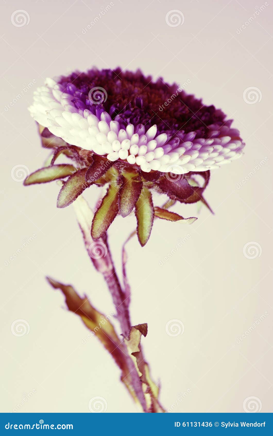 Astern stock photo. Image of inside, background, single - 61131436