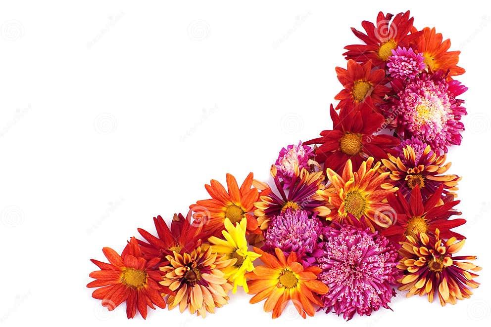 Asters border. stock image. Image of background, colorful - 20655589
