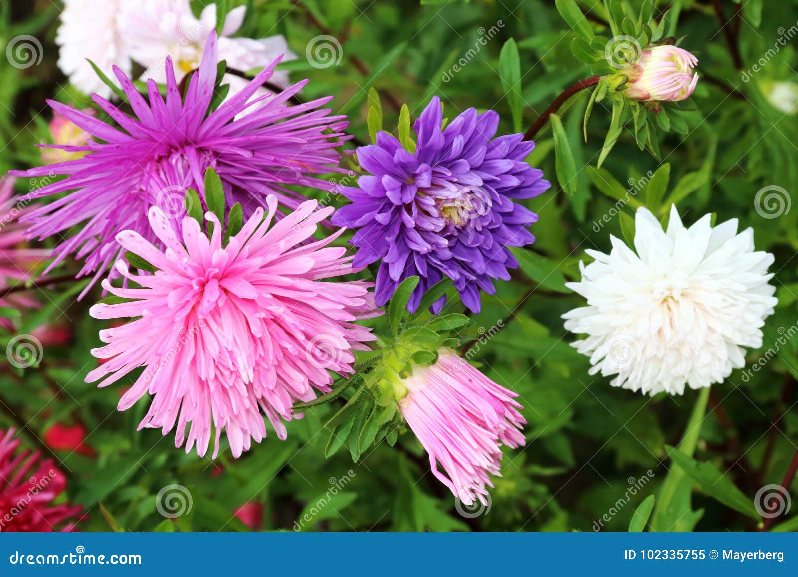 Beautiful Asters Flowers in the Garden Stock Image - Image of daisy ...