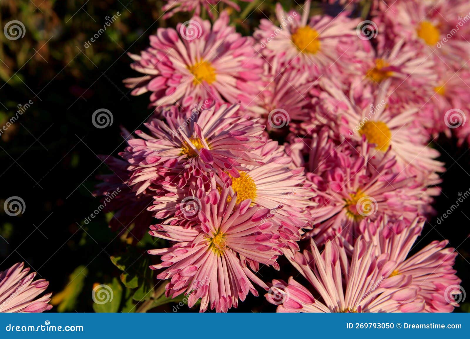 Asters in the Garden. Pink Flowers Background Image.Close Up Stock ...