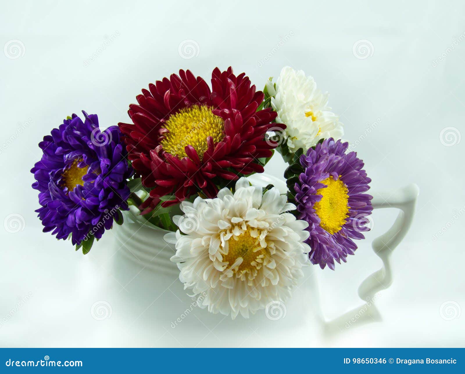 Asters in a pot stock photo. Image of petals, aster, garden - 98650346