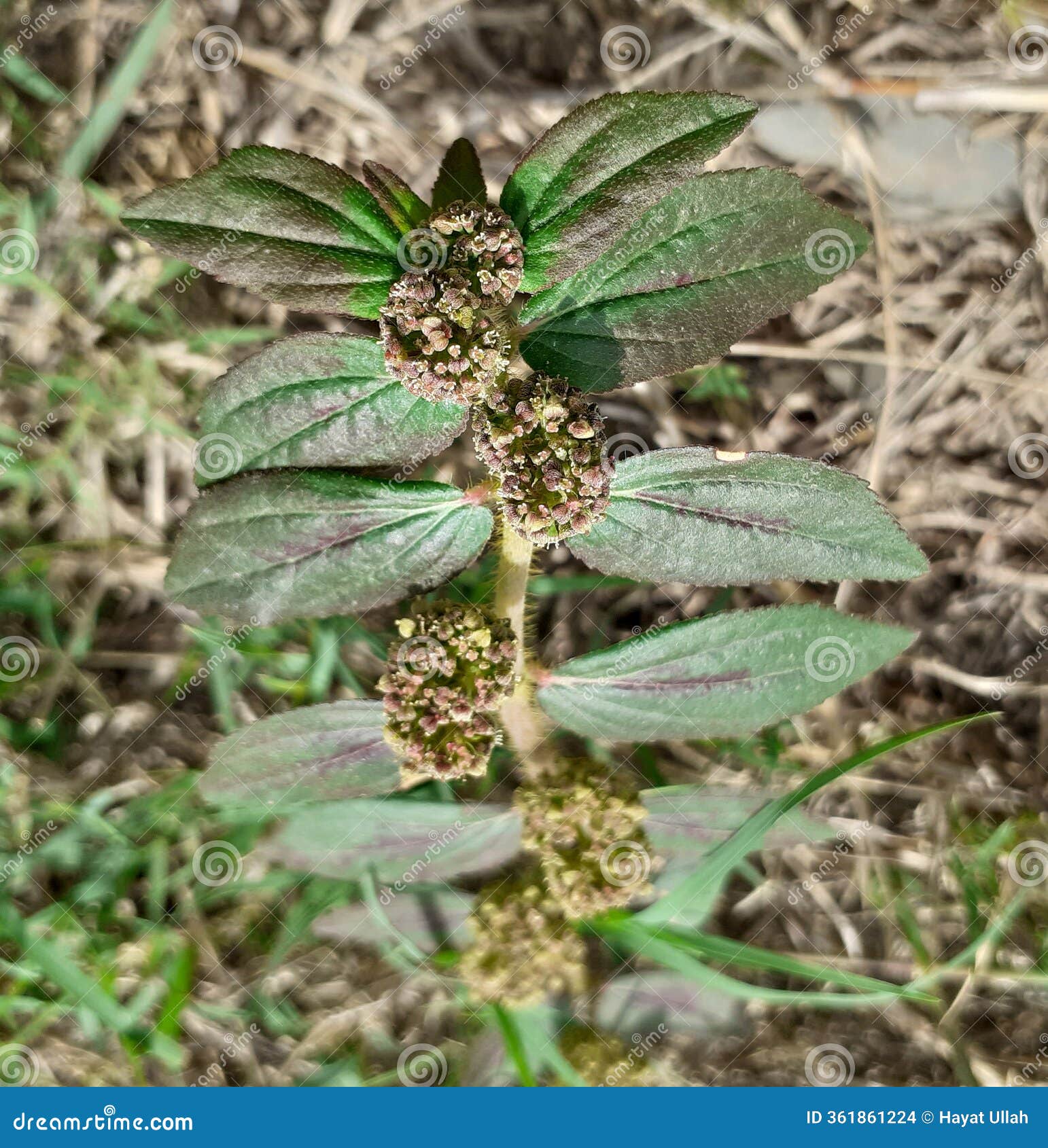 Asthma Plant with Blurred Background, Macro View Stock Photo - Image of ...