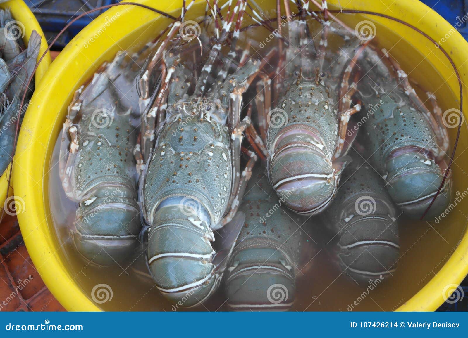 Astice americano fotografia stock. Immagine di artropodo - 107426214