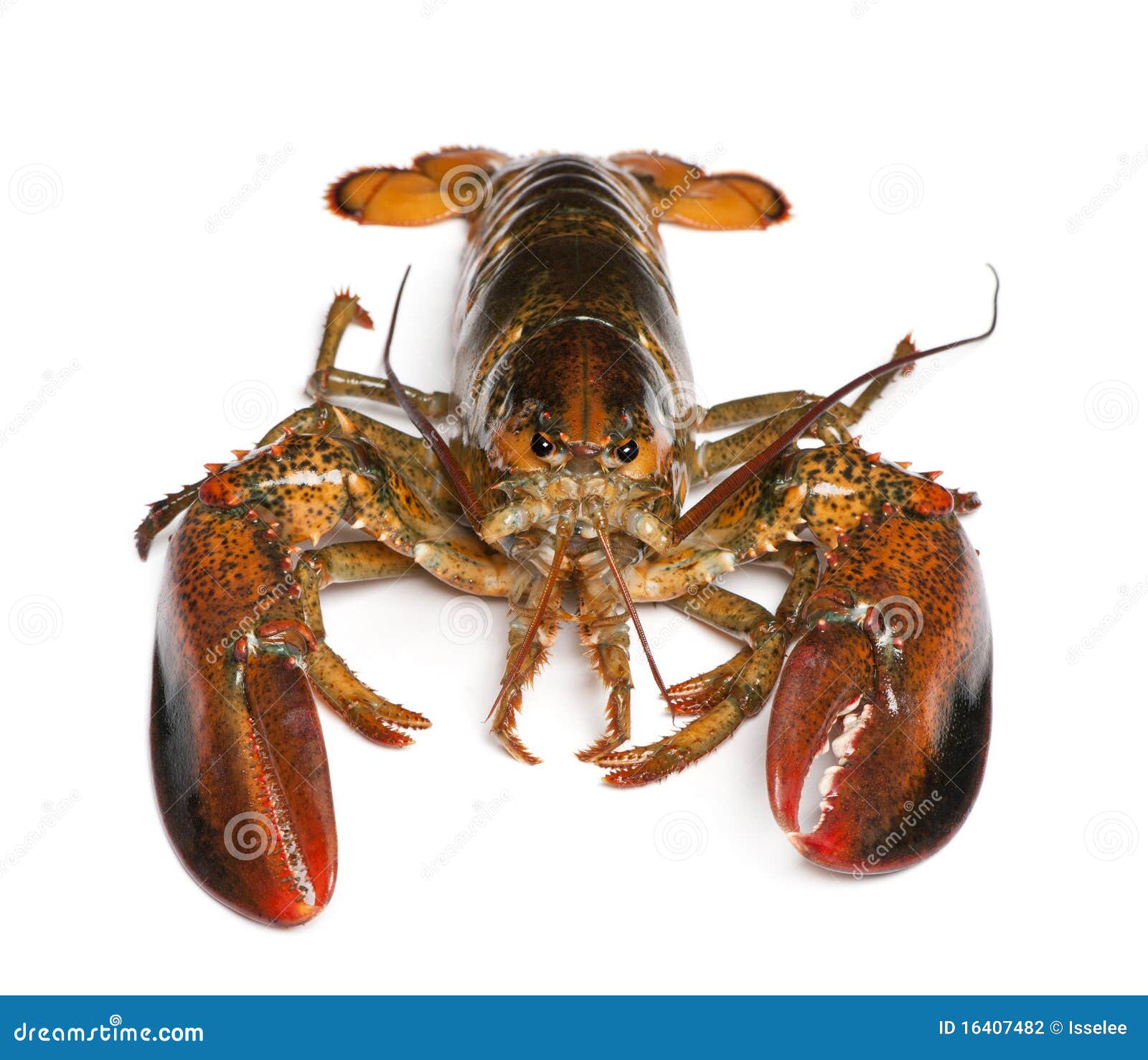 Astice Americano, Homarus Americanus Fotografia Stock - Immagine di ...